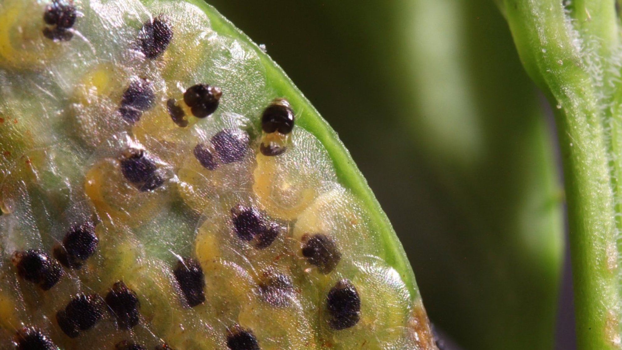 Į Lietuvą plūstelėjo naujas kenkėjas – kaip gelbėtis - Delfi agro