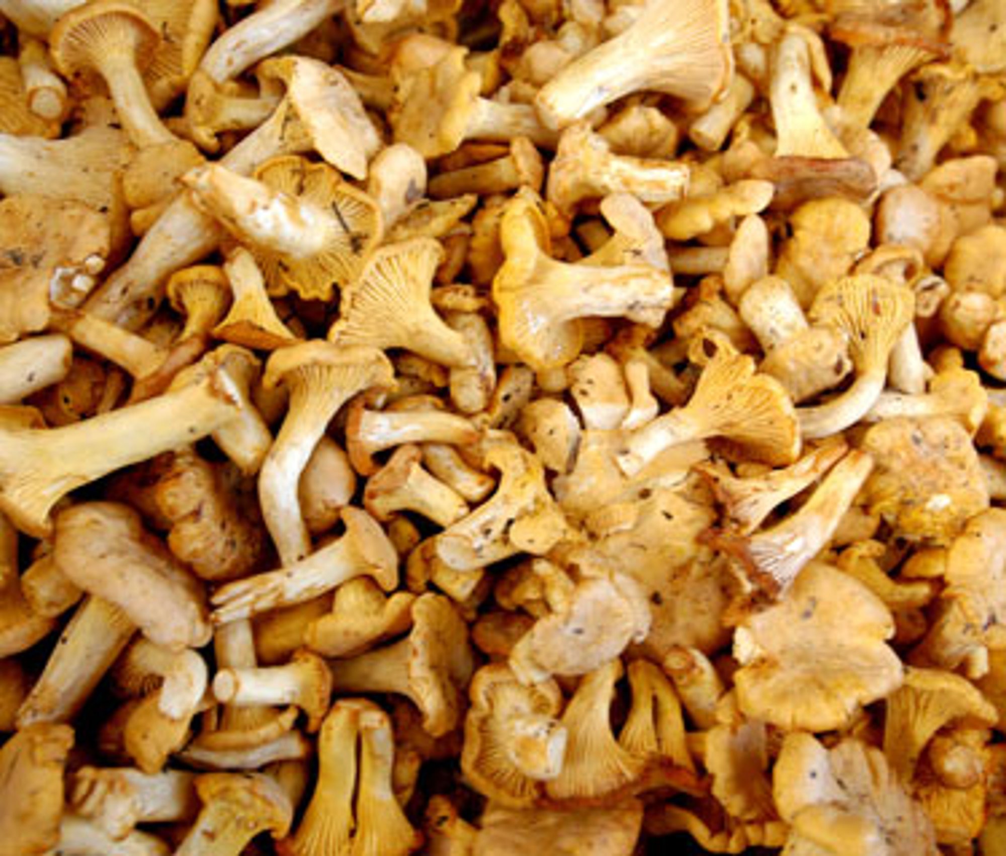 Dzūkijos grybai - Prancūzijoje, Šveicarijoje, JAV - Delfi verslas