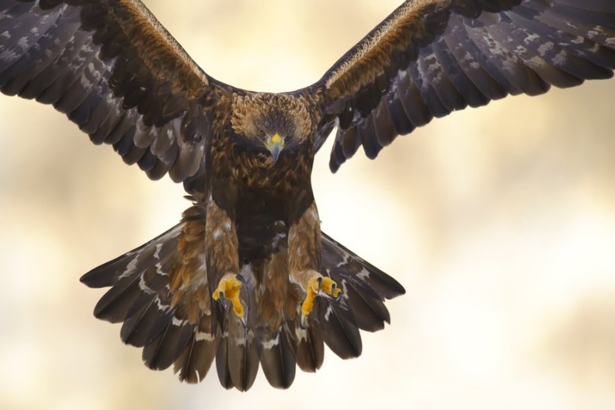 Vaistai žudo Europos erelius ir grifus - Delfi grynas