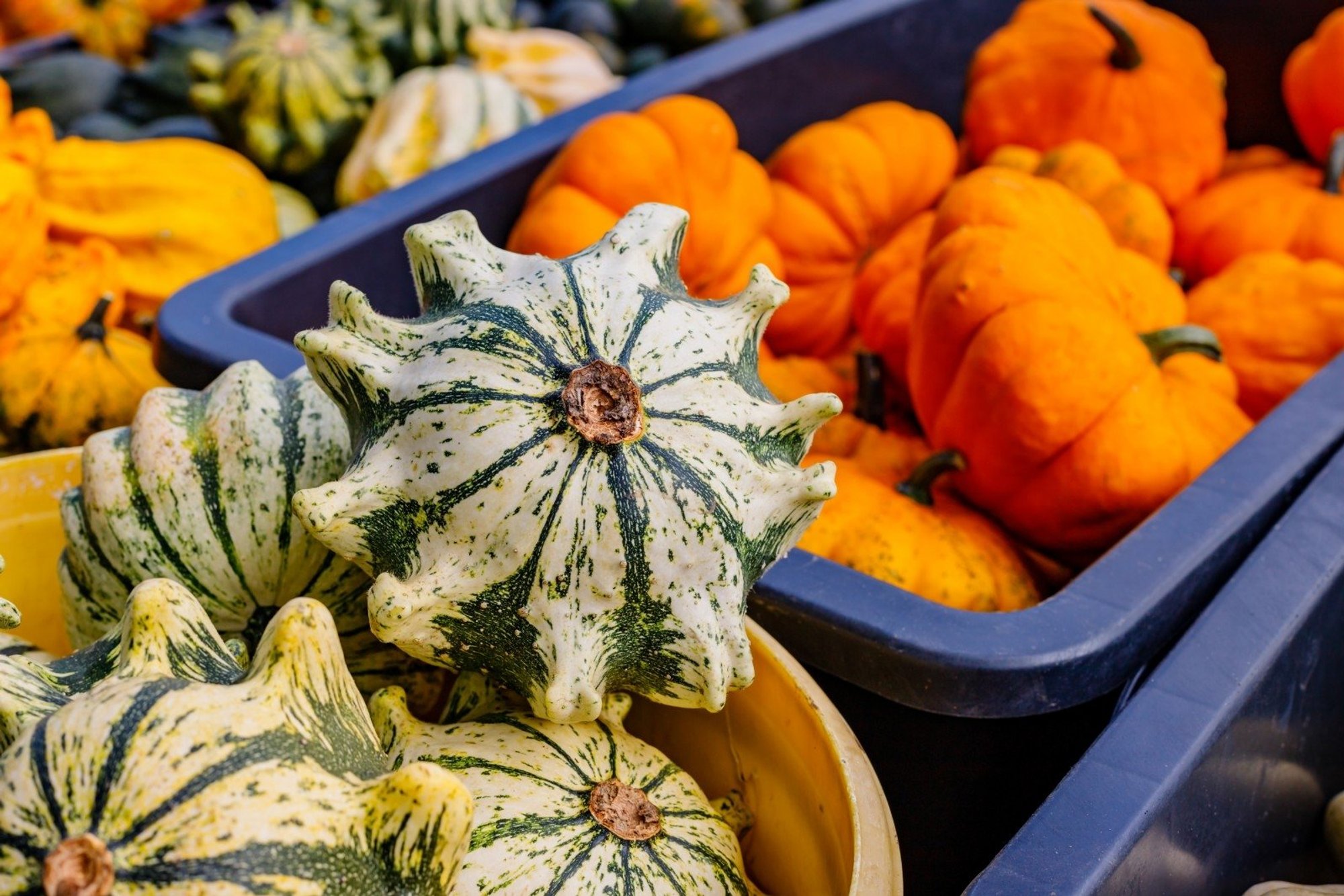 Užderėjo patisonų: ekspertė papasakojo, kuo naudinga ši daržovė ir kaip ...