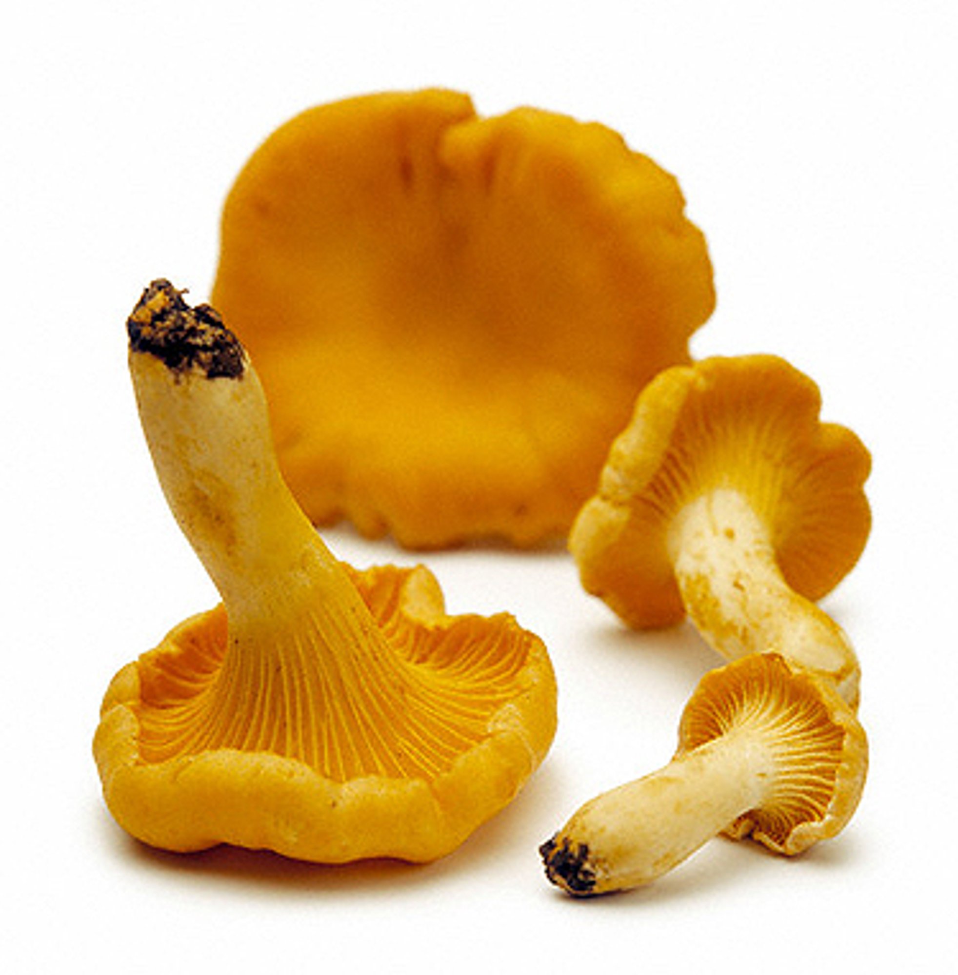 Troškinti grybai su kariu ir ankštinėmis pupelėmis - Delfi gyvenimas