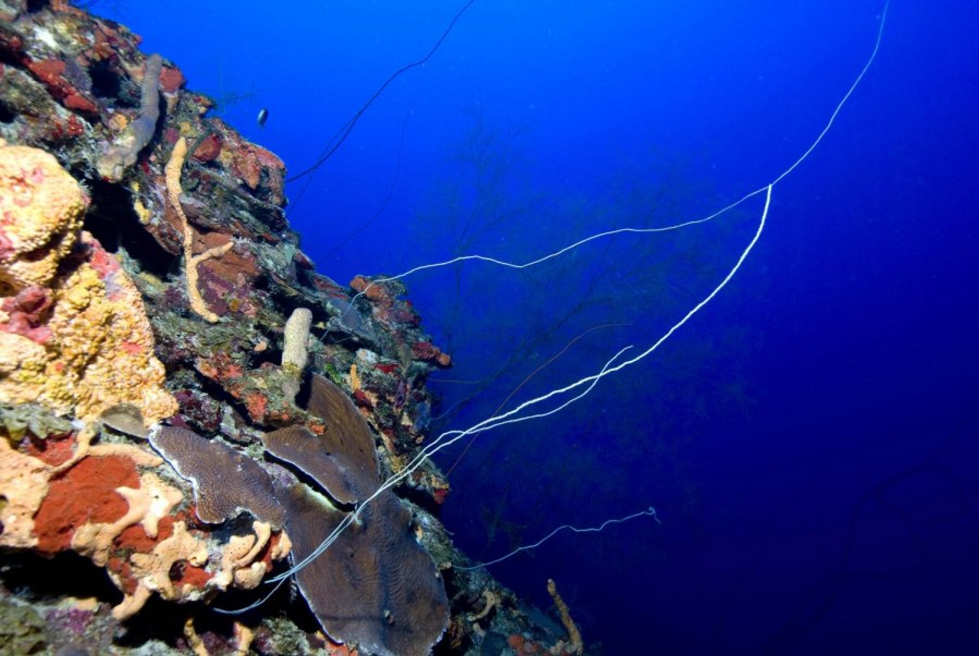 Kinija per 30 metų prarado 80 proc. savo koralinių rifų - Delfi grynas