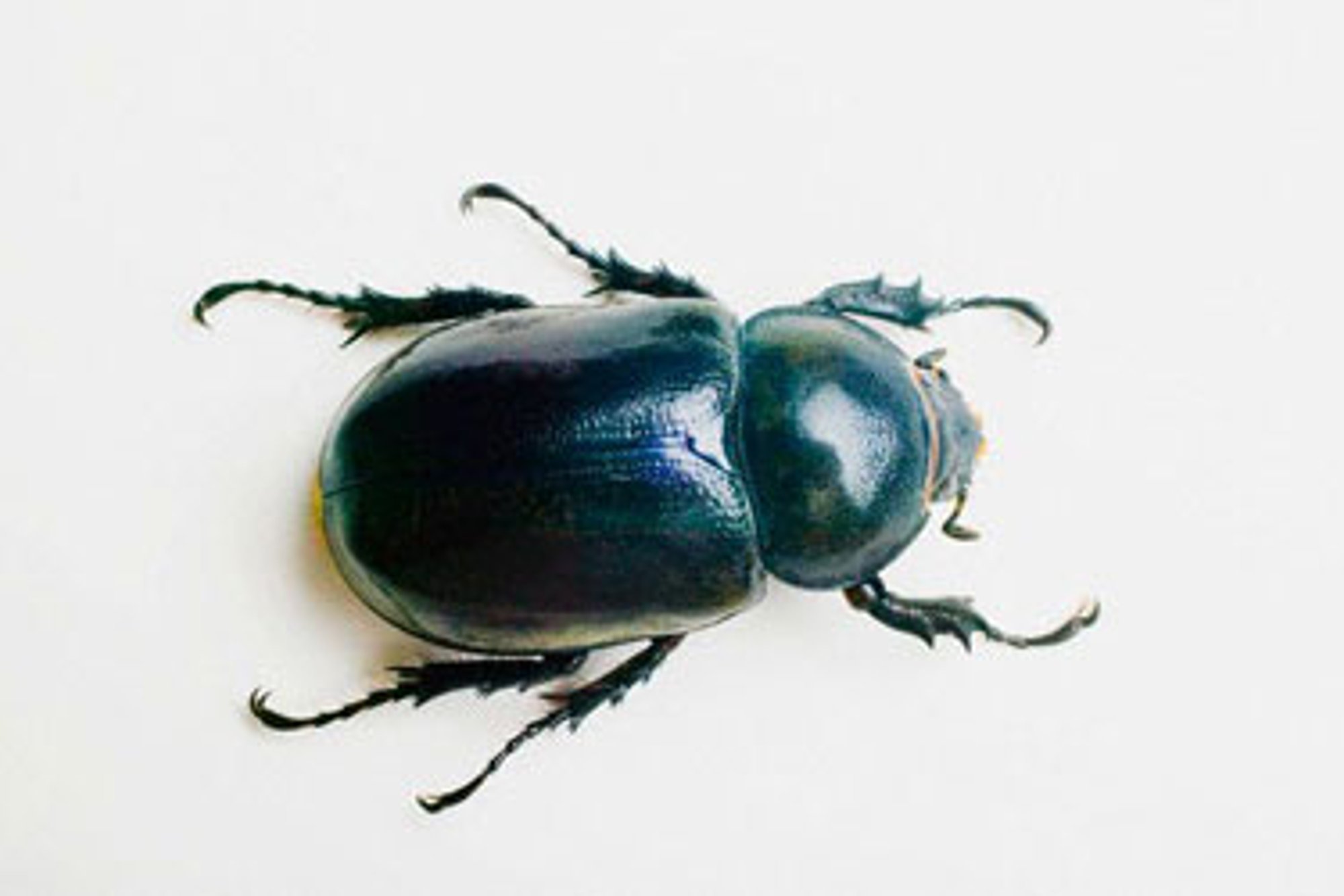 Mokomės iš vabzdžių - Delfi mokslas