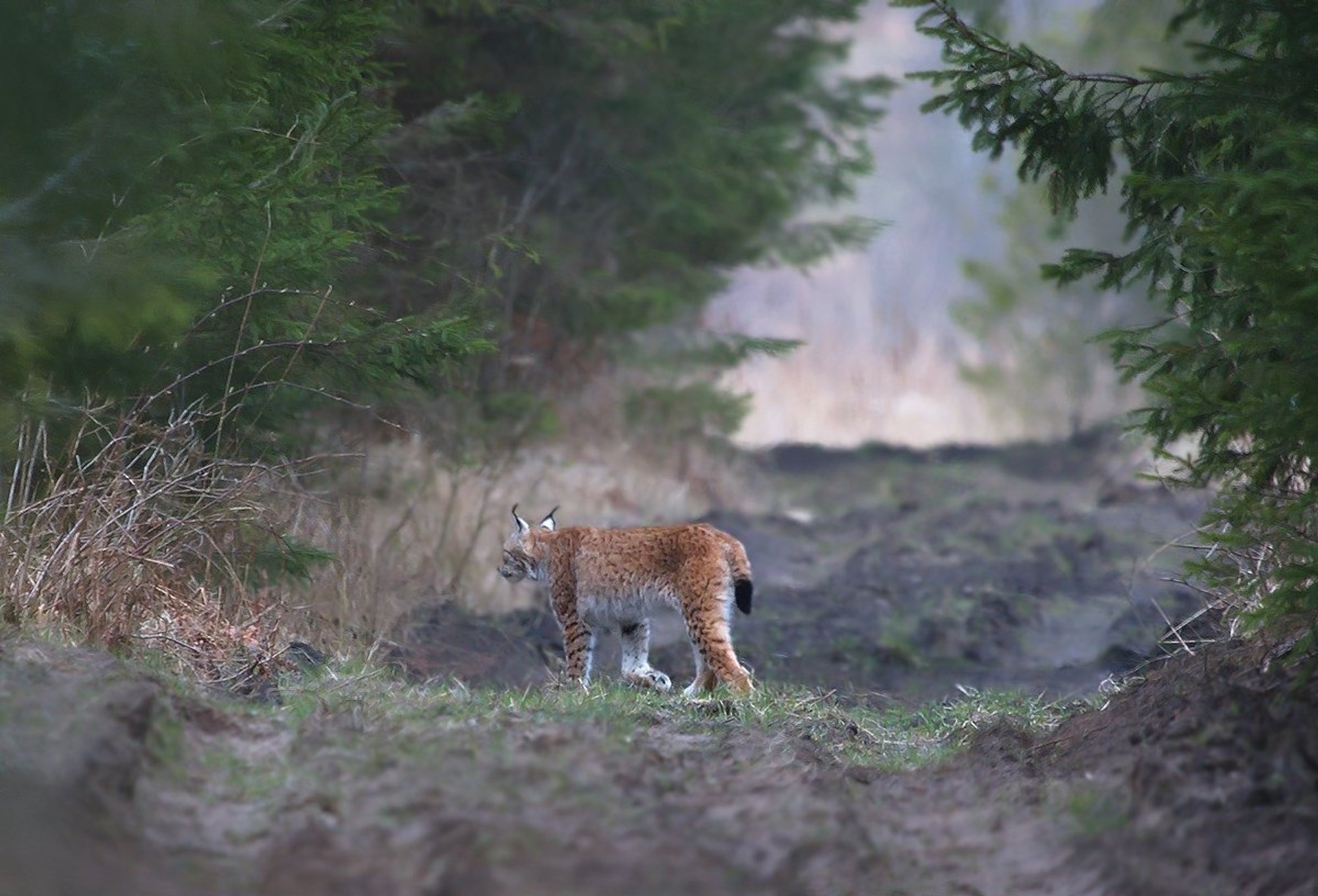 Naujausiuose pašto ženkluose – nykstantys pilkasis ruonis ir lūšis ...