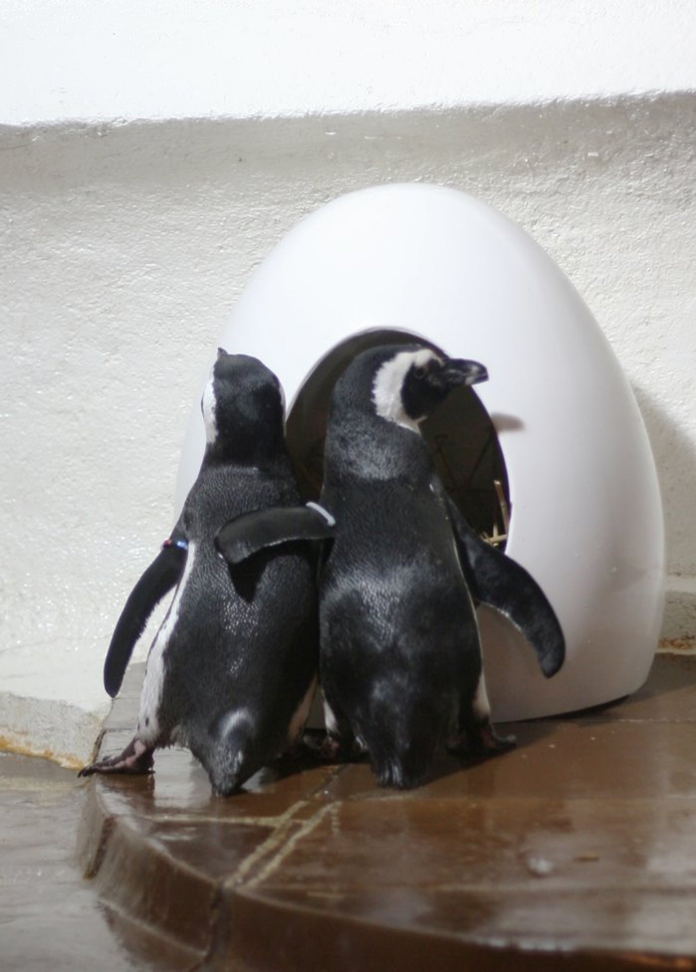 Jūrų muziejuje trečius metus neišsirita pingvinai - Delfi grynas