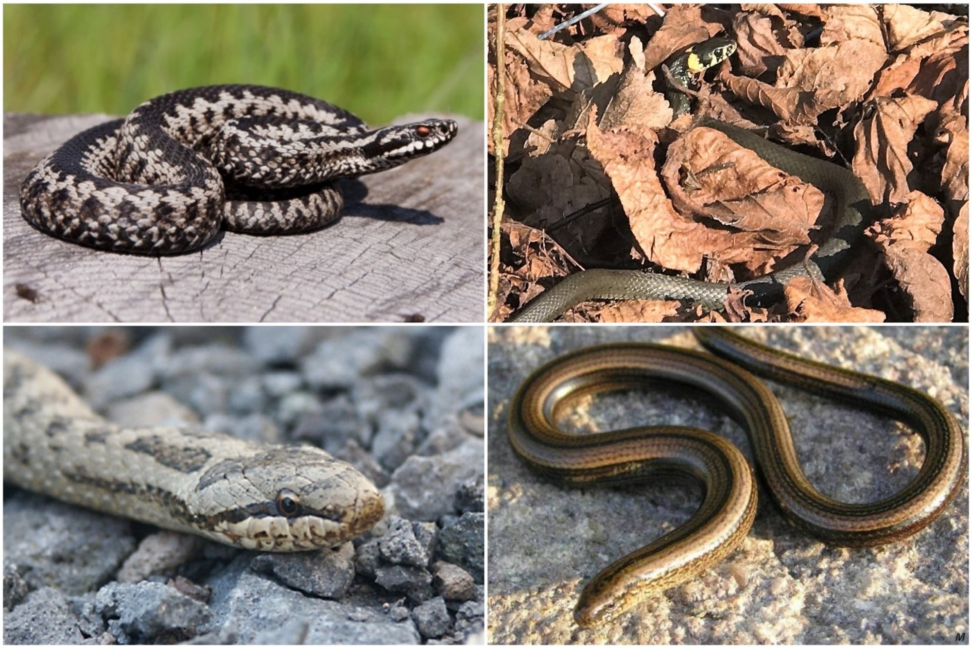 Kaip atskirti angį, žaltį ir bekojį driežą: ieškokite šių požymių ...