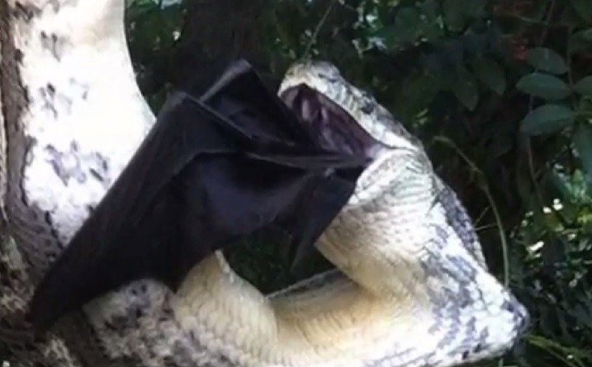 Pamatę pašiurpsta: žmonių akivaizdoje storulis pitonas surijo didžiulį ...