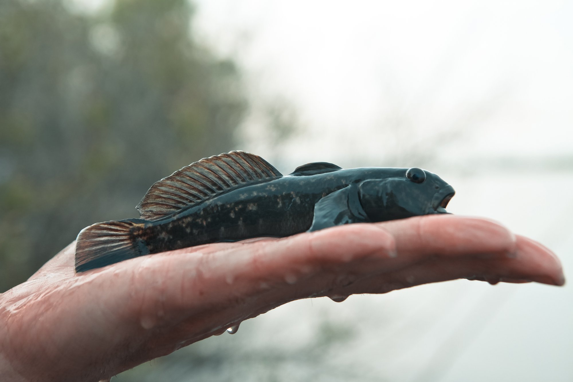 Ši invazinė žuvis Baltijos jūros buveines keičia ne į gerą ...