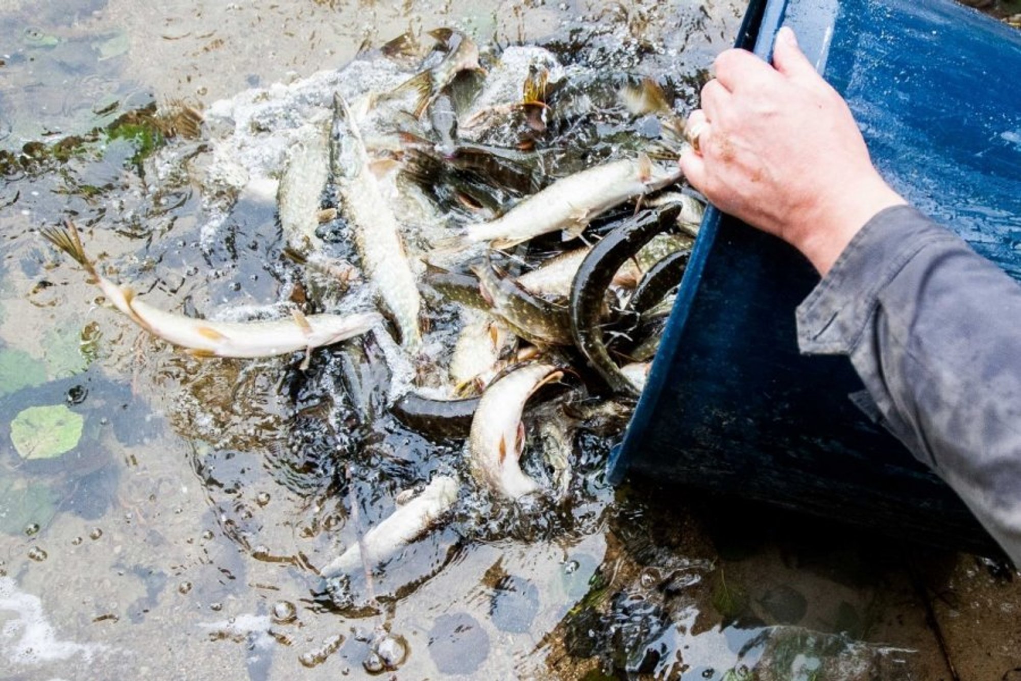 Margio ežere atsirado naujų gyventojų – 1000 lydekaičių - Delfi grynas