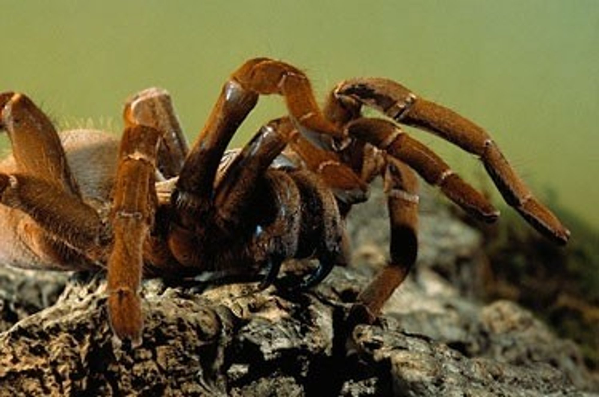 Australijos miestelį užplūdo gigantiški nuodingi vorai - Delfi grynas