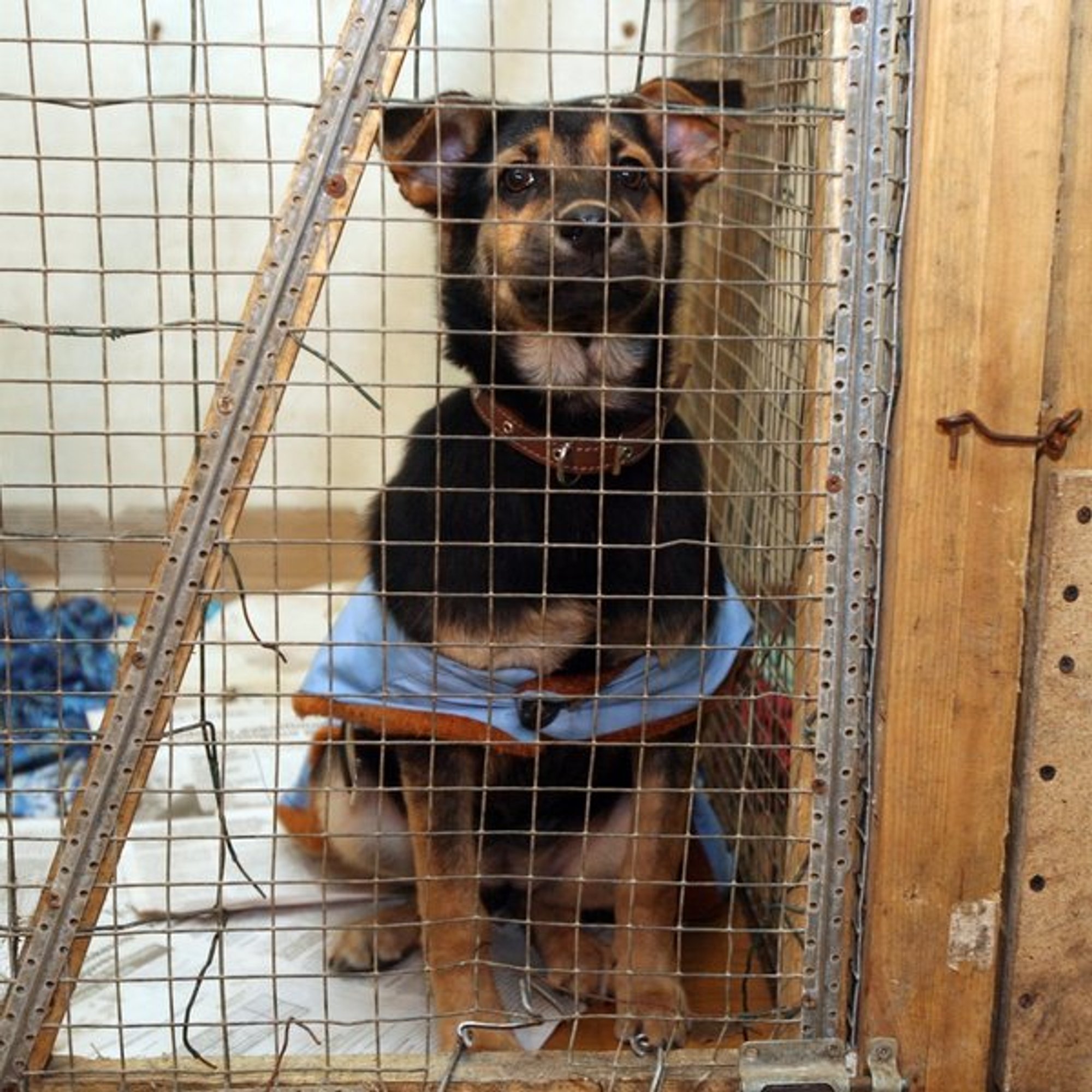 Padegta gyvūnų prieglauda atsigauna padedama žmonių - Delfi grynas