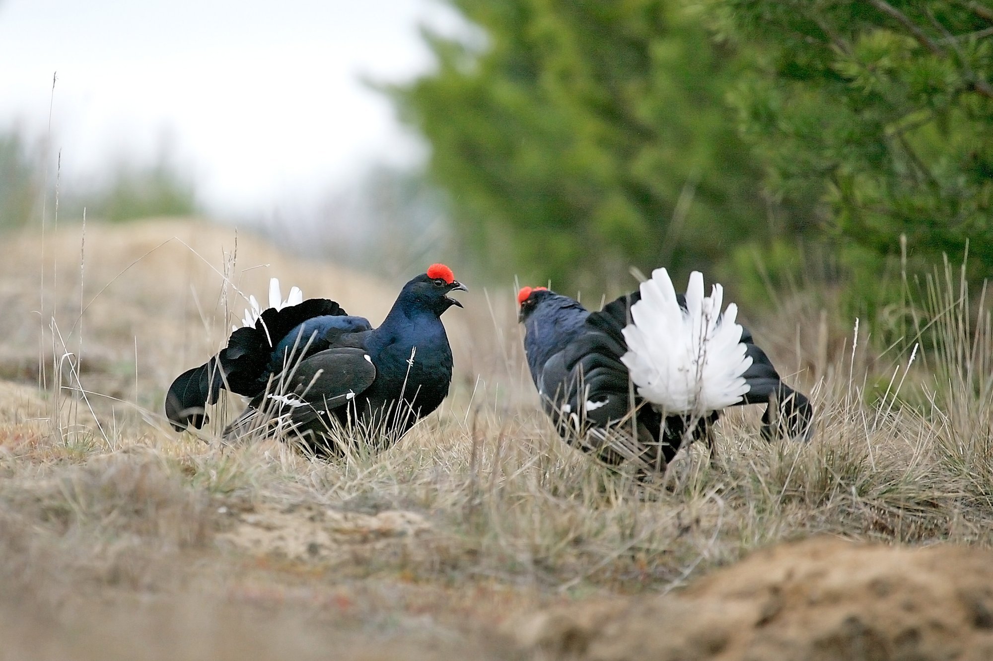 Unikalūs vaizdai - tetervinų tuoktuvės - Delfi