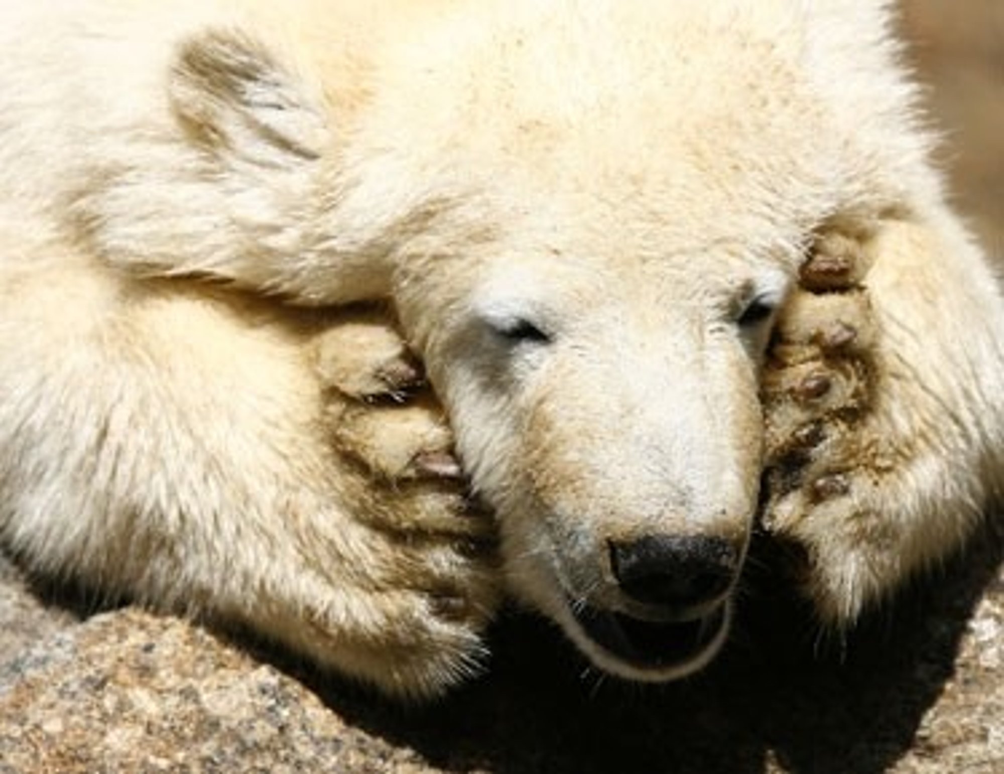 Baltasis lokys Knutas turės palikti Berlyno zoologijos sodą - Delfi grynas