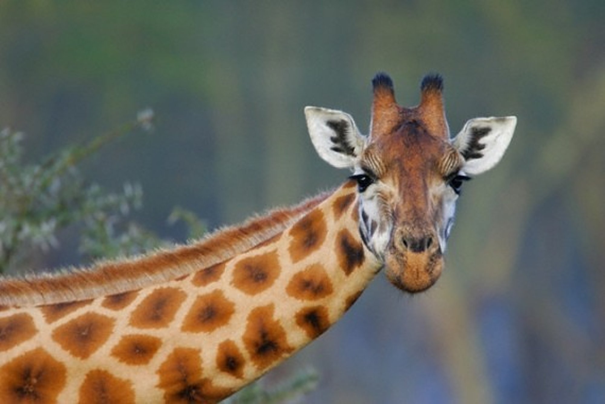 Baltasis Pietų Afrikos mauglis - Delfi kelionės