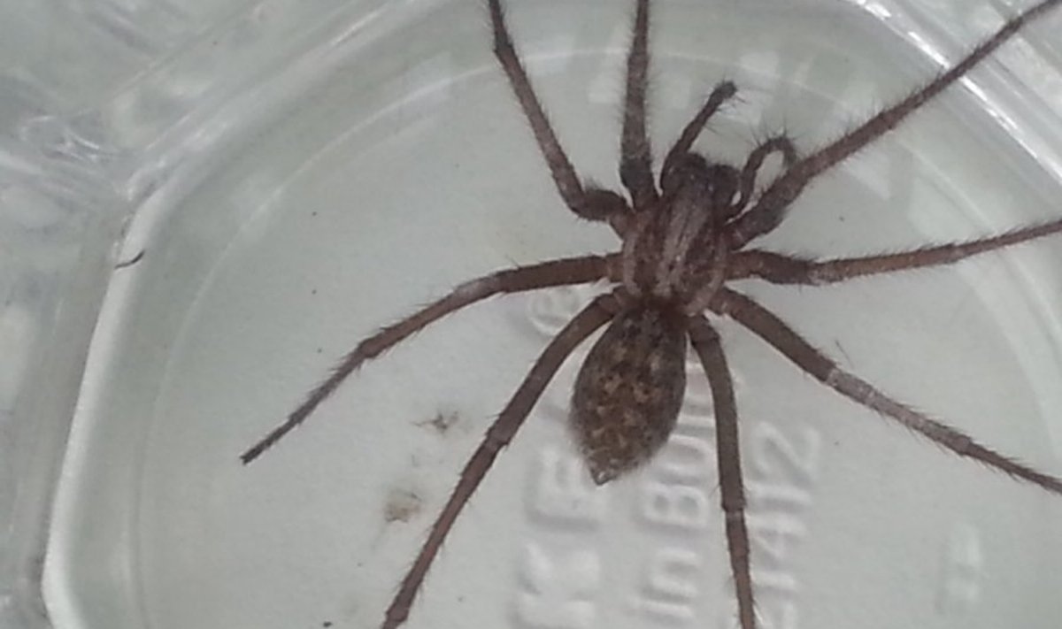 Po namus lakstantys didžiuliai vorai gali įvaryti baimės, bet ...