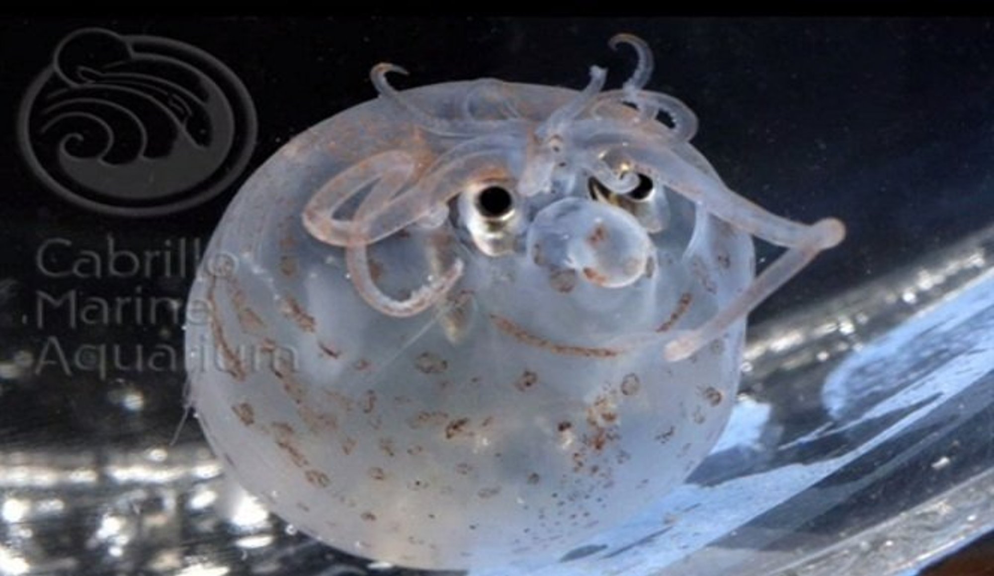 Keisčiausi jūros gyviai: jūros drakonai ir kalmaras-paršelis (I ...