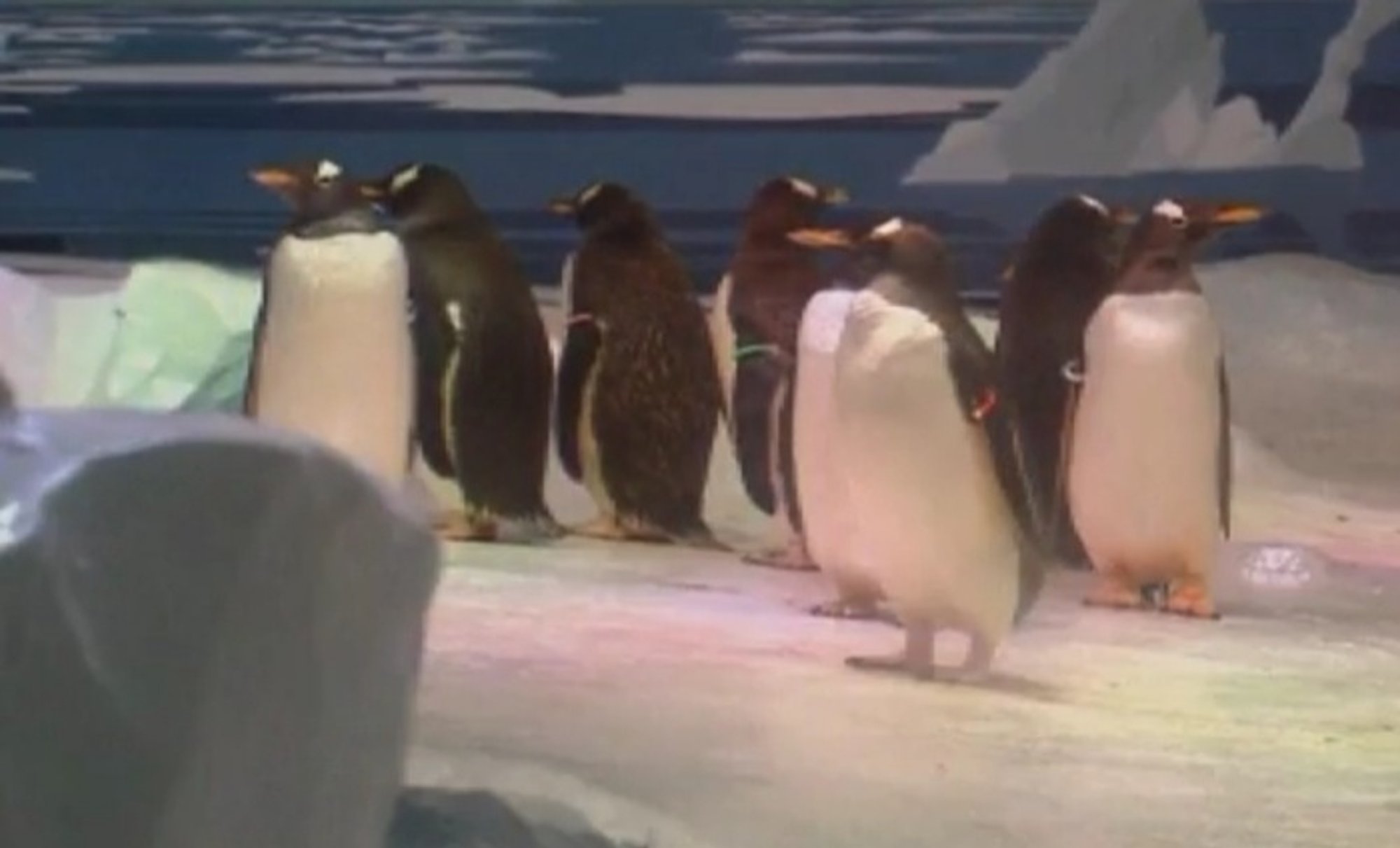 Londono vandens parke įsikūrė papuasiniai pingvinai - Delfi grynas