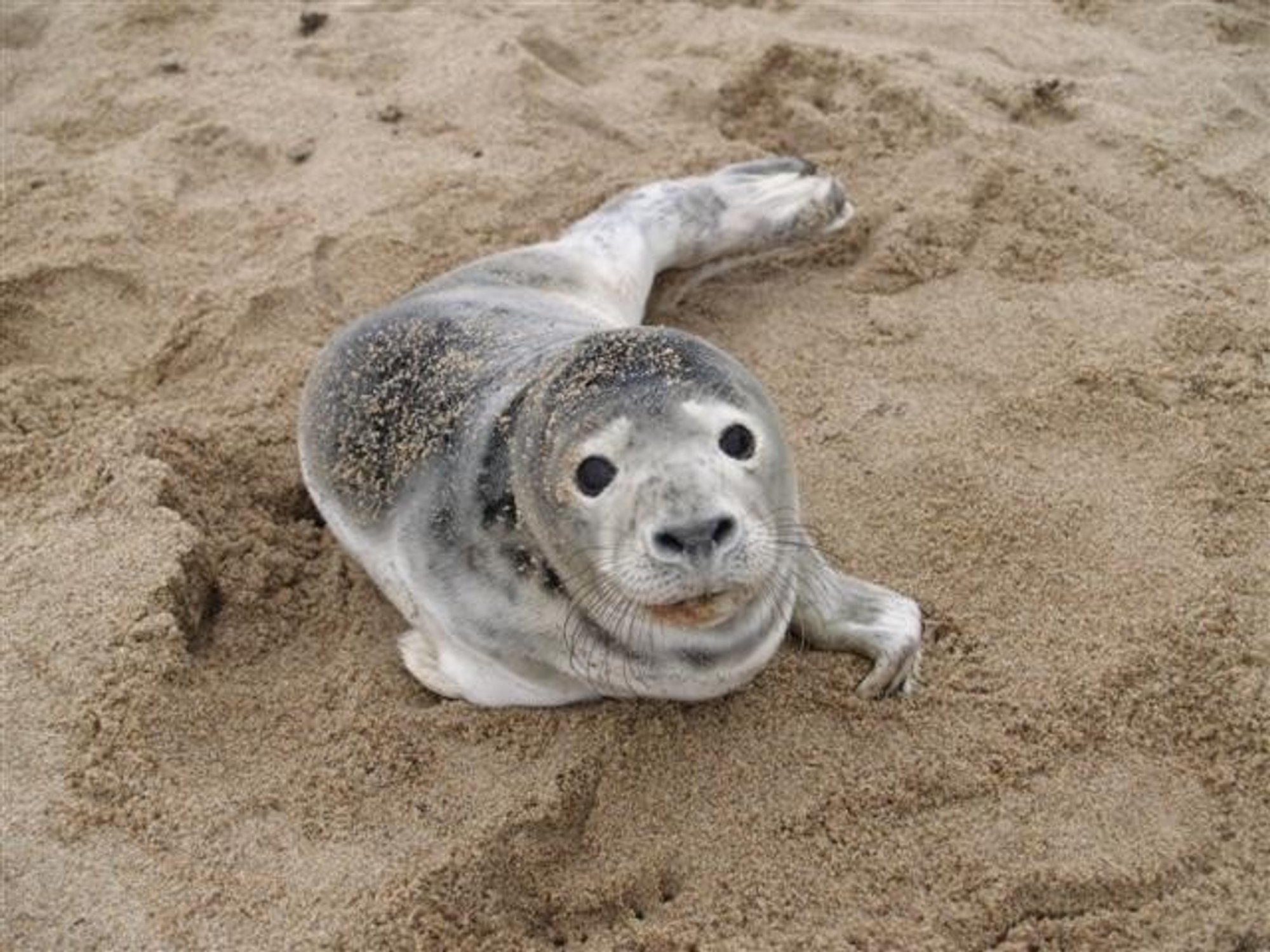 Australijoje agresyvus ruonis puolė banglentininkus - Delfi