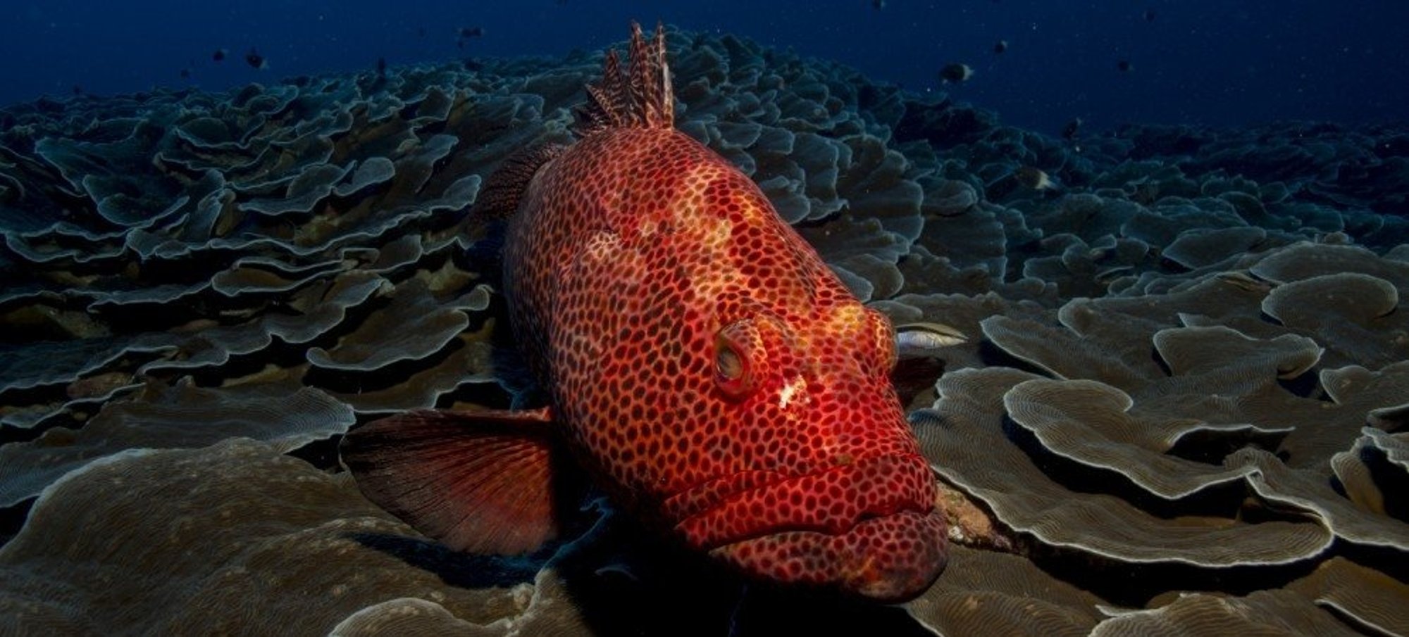 Žuvis, kuri puola narus ir vienu kąsniu doroja ryklius - Delfi grynas