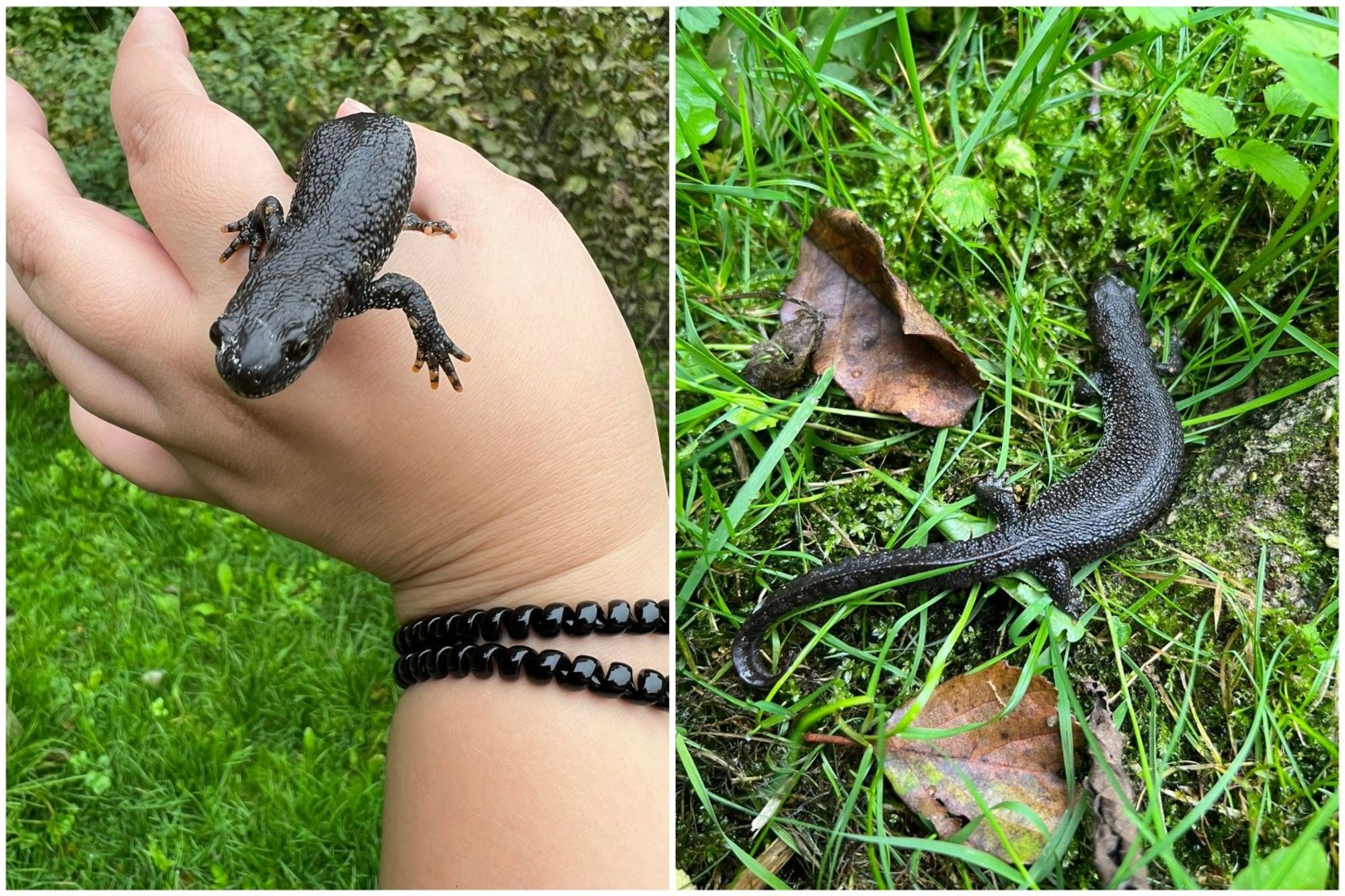 Kieme aptiko itin retą gyvūną: herpetologas pasakė, kokios lemtingos ...