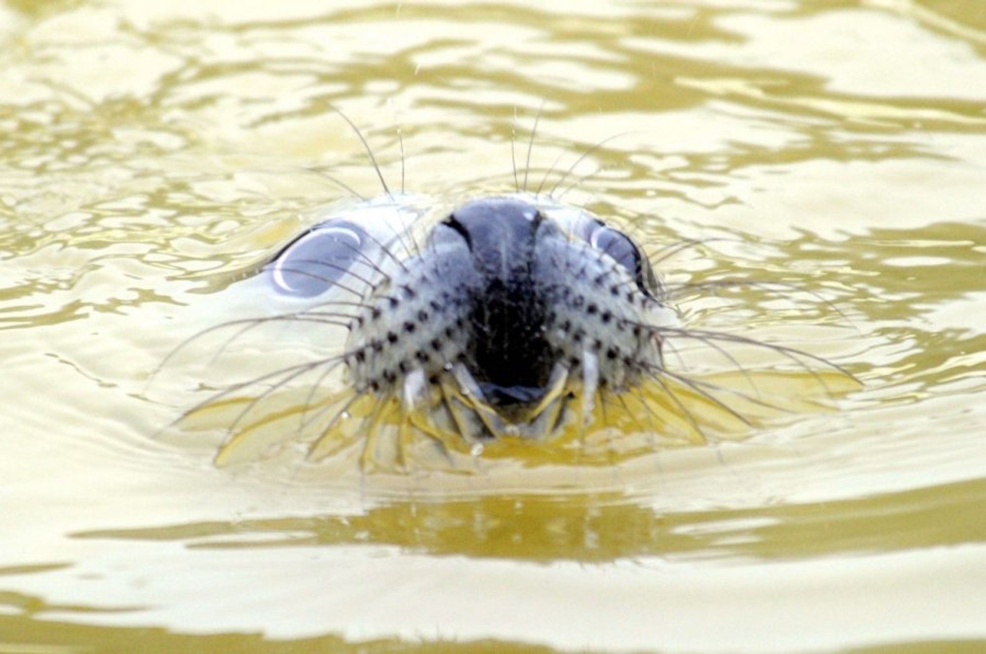 Vašingtono zoologijos sode nugaišo JAV karinio laivyno treniruotas ...