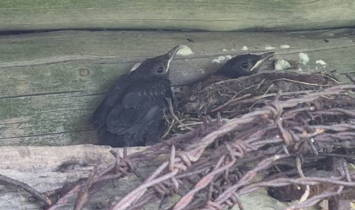 Ką daryti radus paukščio jauniklį ir kur kreiptis: dažnas elgesys tik ...