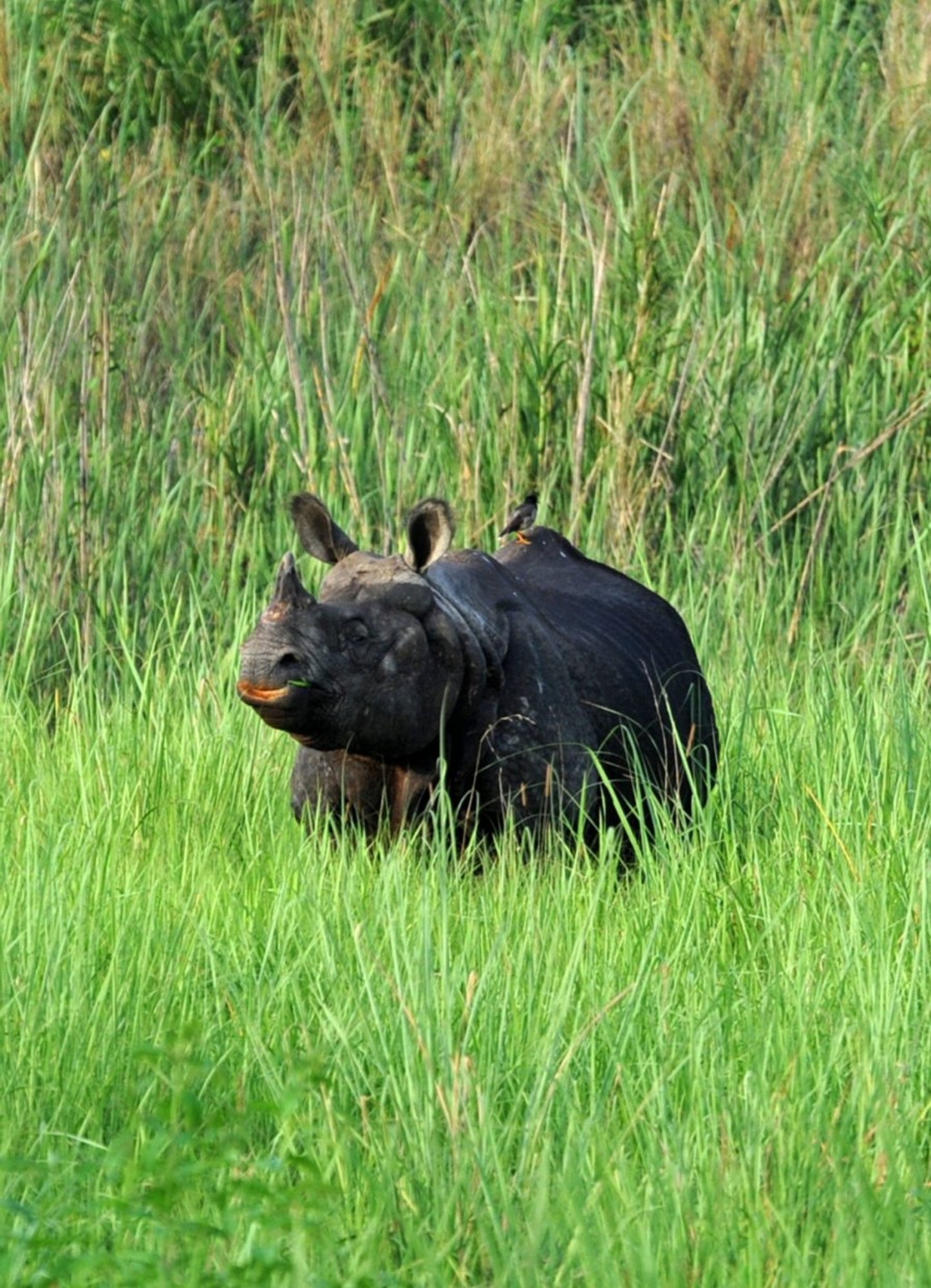 Juodasis raganosis paskelbtas išnykusia rūšimi - Delfi grynas