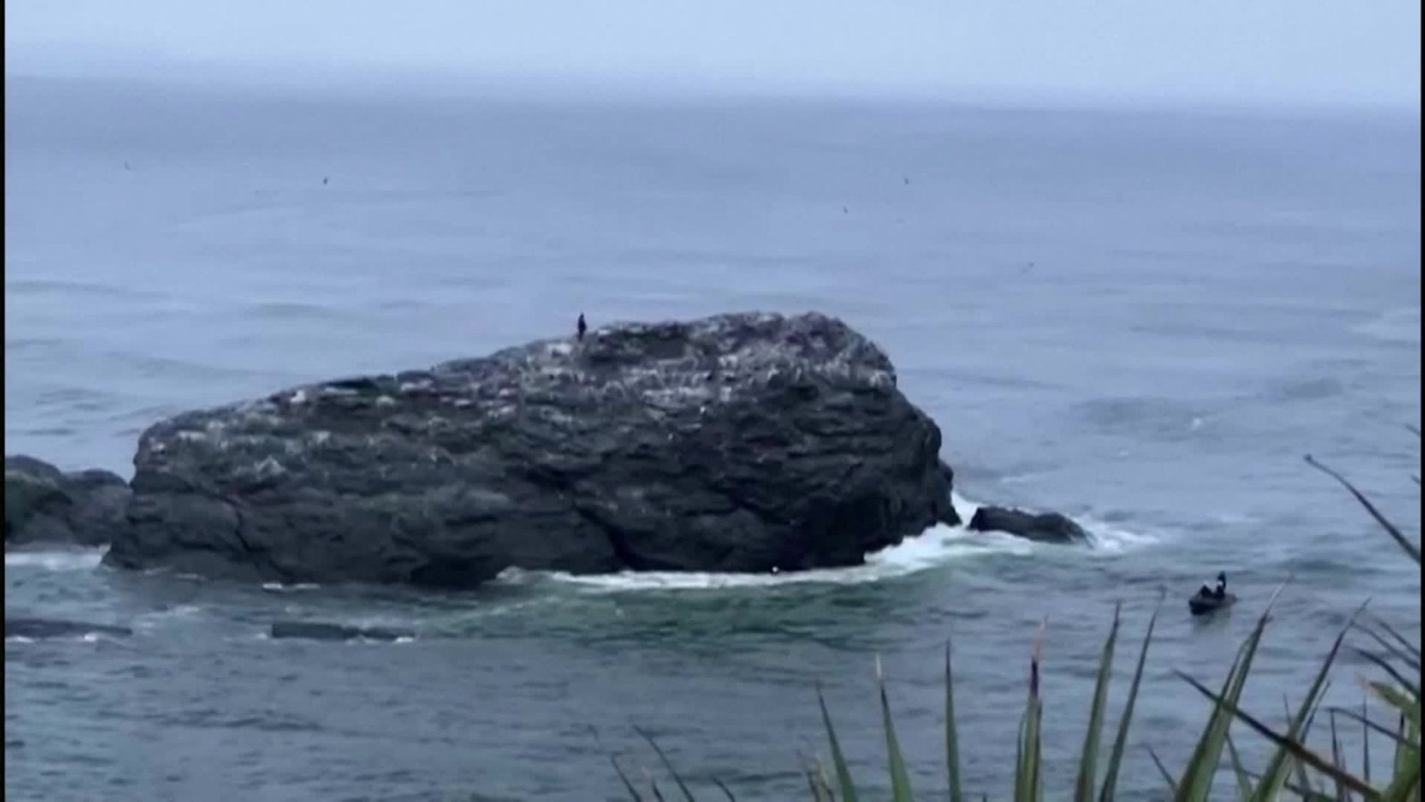 Čilės karinio jūrų laivyno kariai išgelbėjo ant uolos įstrigusį šunį ...