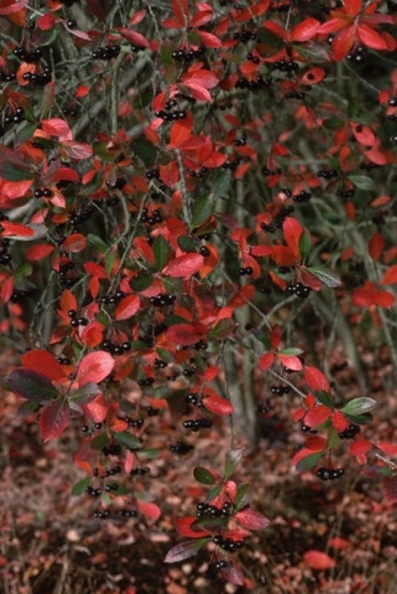 Aronijos mažina kraujospūdį - Delfi gyvenimas