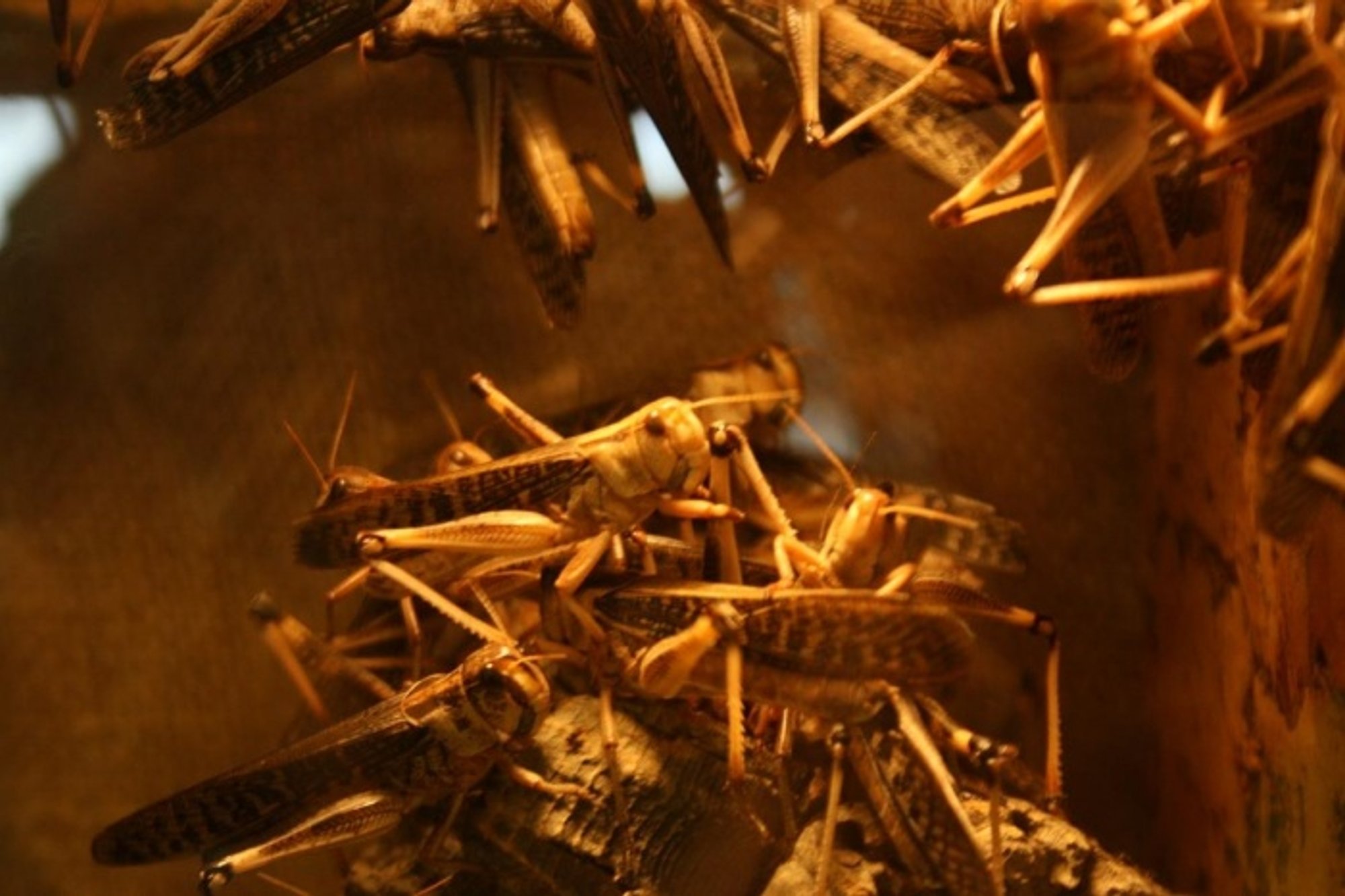 Vilniuje - skėriai ir stipriausi pasaulyje Atlaso vabalai - Delfi grynas