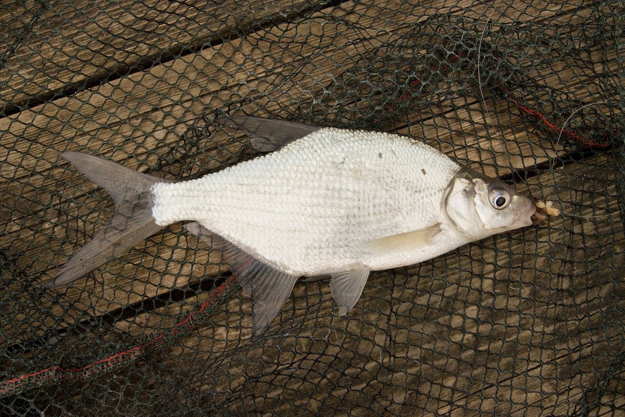 Didieji ežerų karšiai: tai žinodami nesunkiai juos suviliosite - Kablys.lt