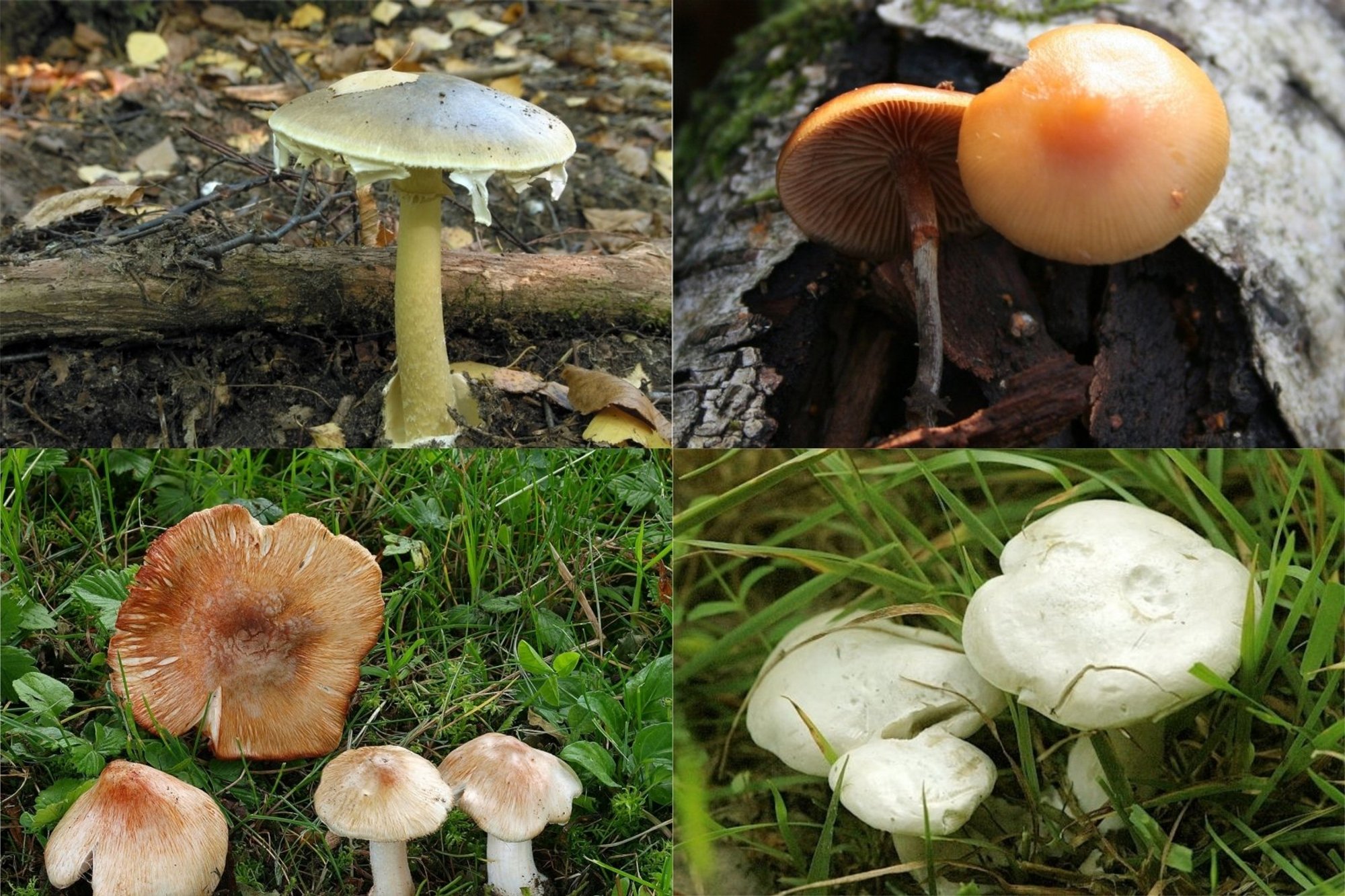 7 patys nuodingiausi Lietuvos grybai: vos paragavus gali ištikti ...