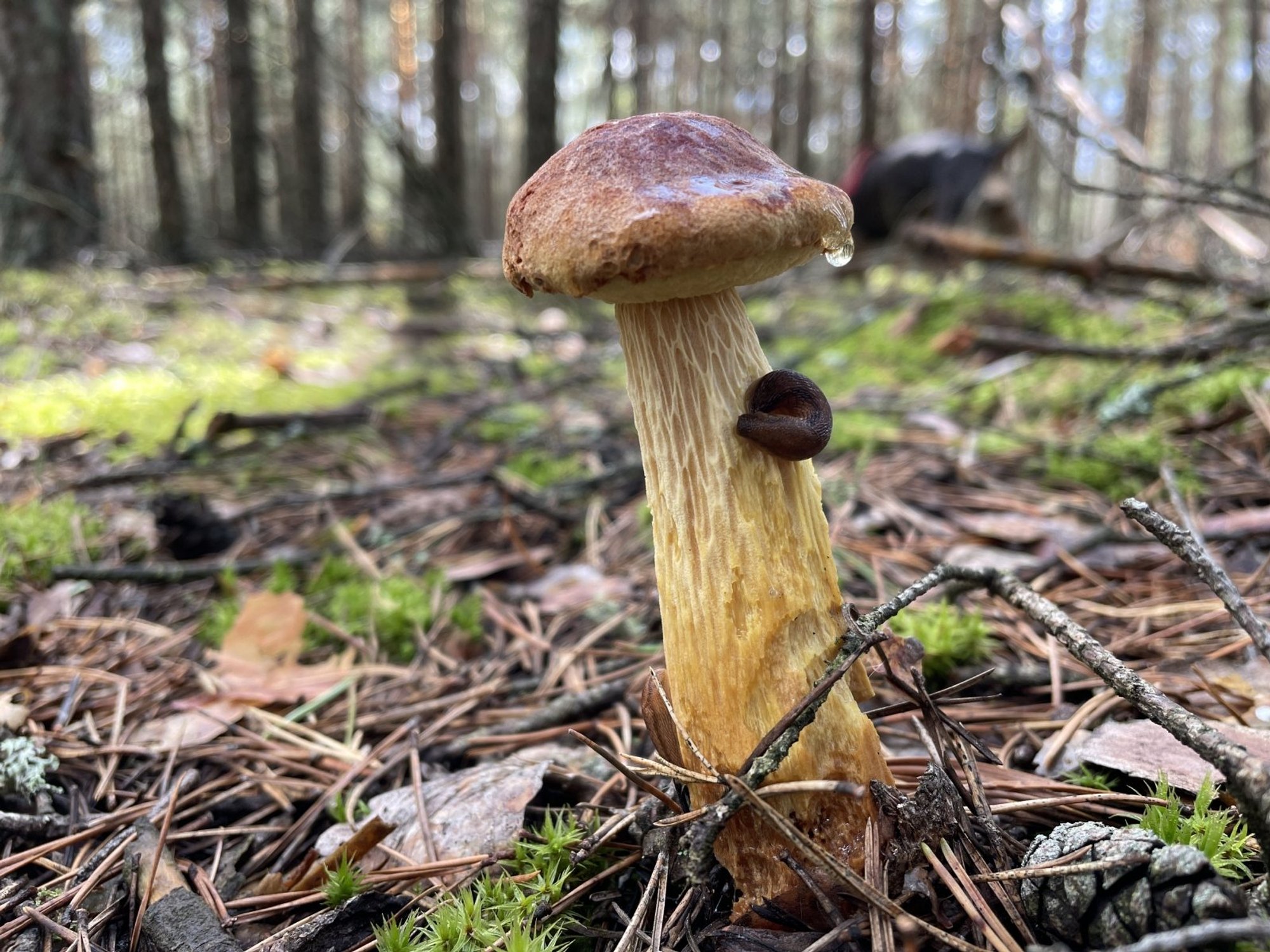 Amerikietiški grybai skoniu prilygsta baravykams – dzūkai jau spėjo ...