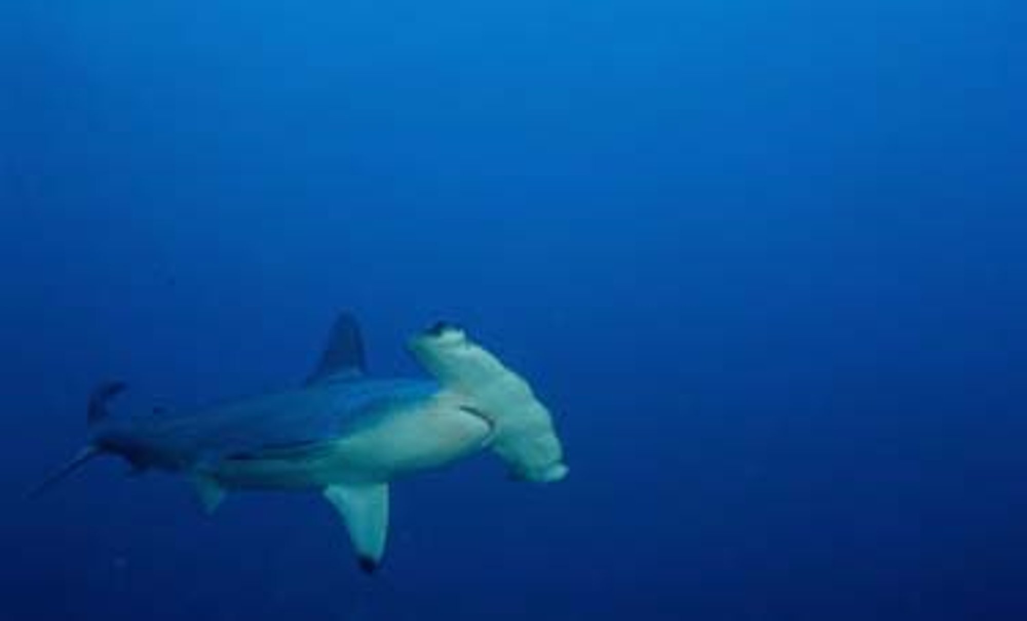 Rykliai – ant išnykimo ribos? - Delfi mokslas