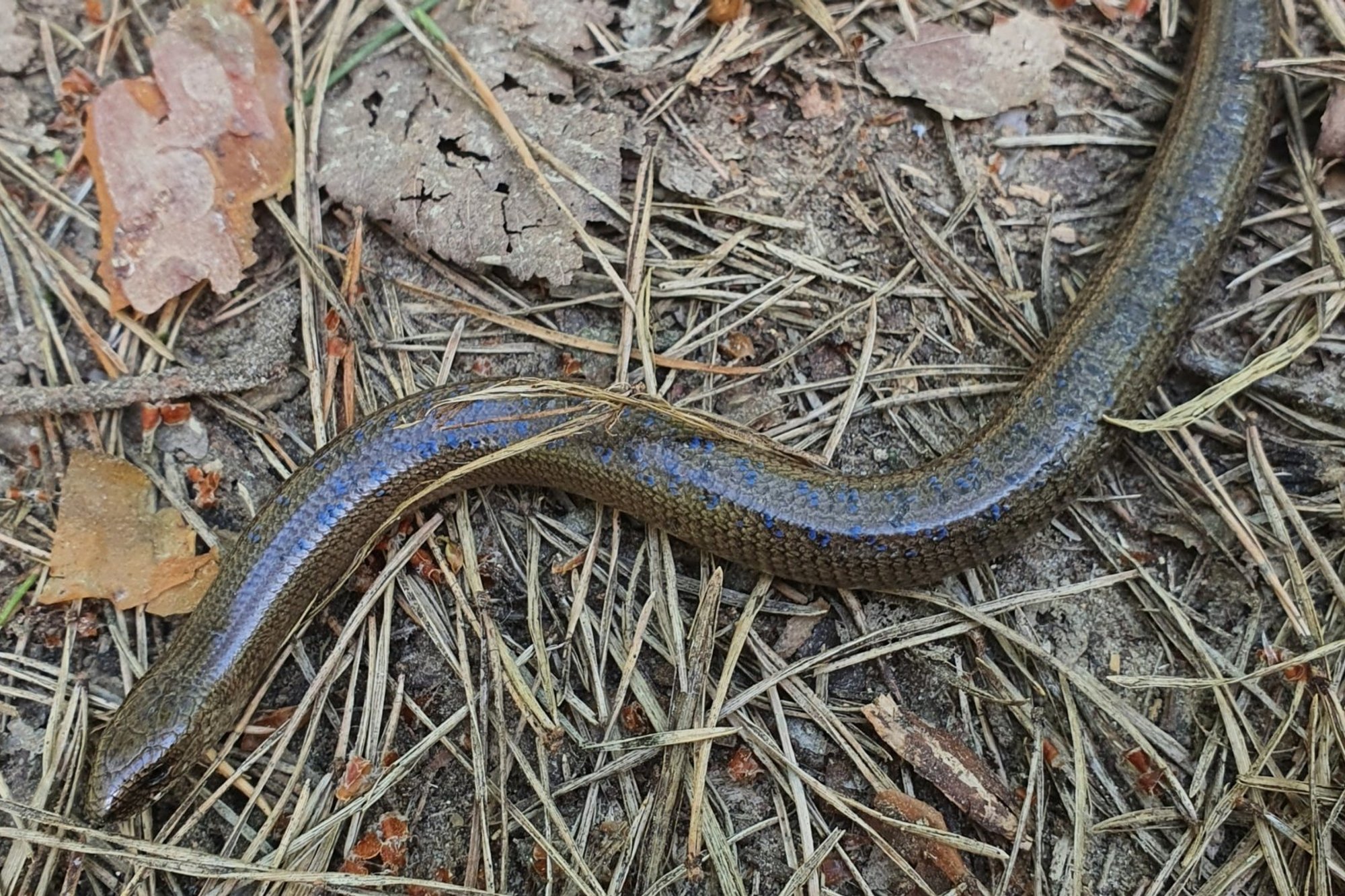 Skaitytojo klausimas: sutikome taškuotą gluodeną, kodėl jis toks ...