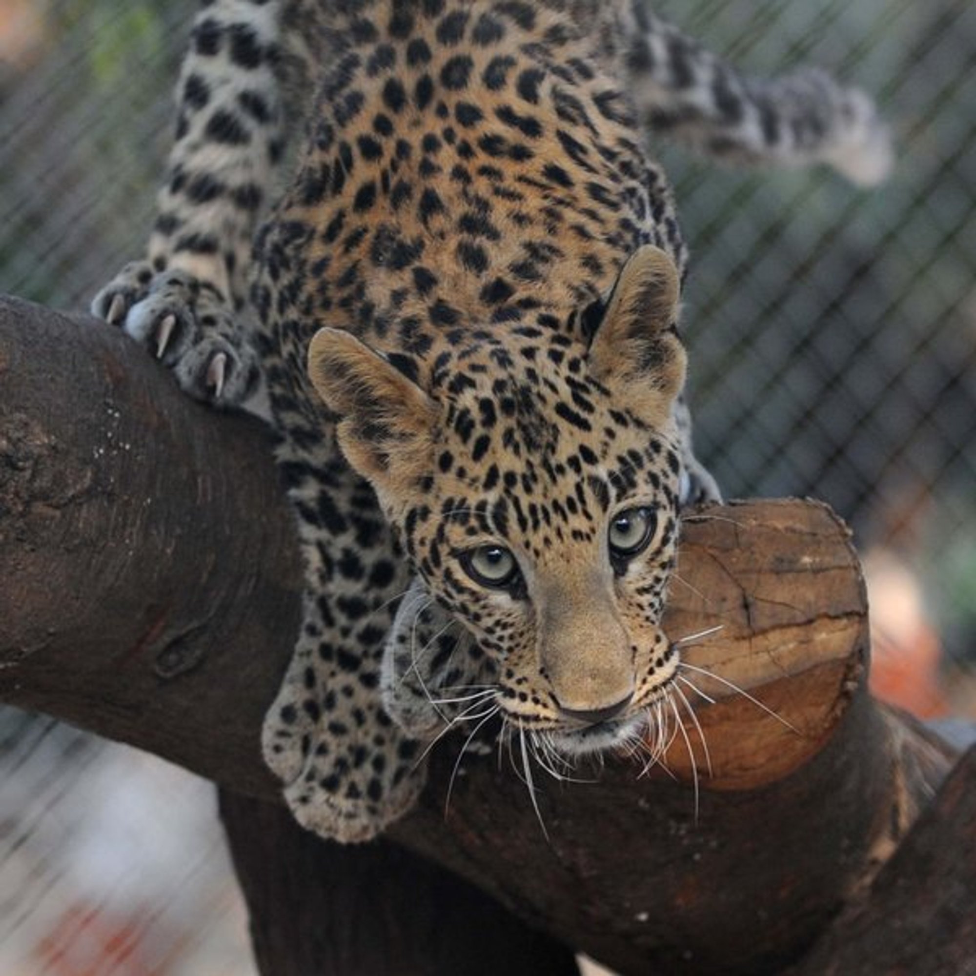 Leopardas įstrigo tvoroje drambliams - Delfi grynas