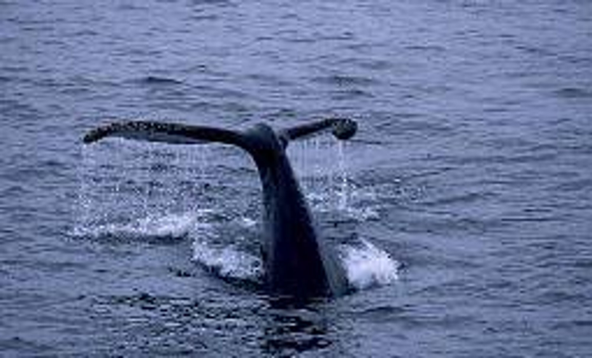 Artimiausias banginio giminaitis - begemotas - Delfi mokslas