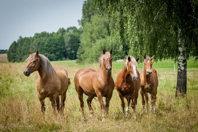 Nori arklius prilyginti augintiniams ir drausti skersti mėsai, tačiau ...
