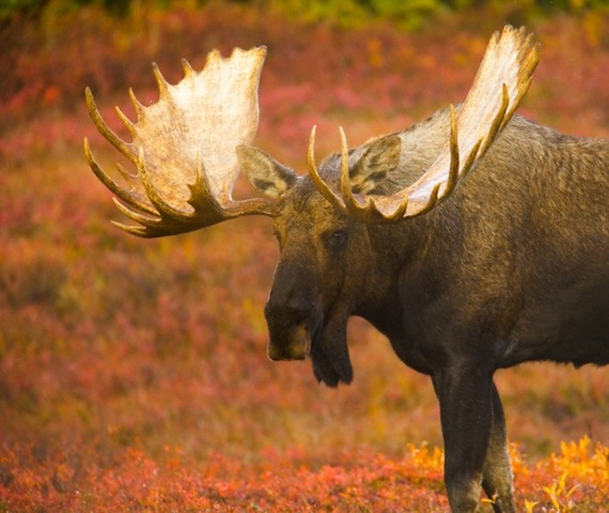Vilkai papjovė du briedžius - Delfi grynas