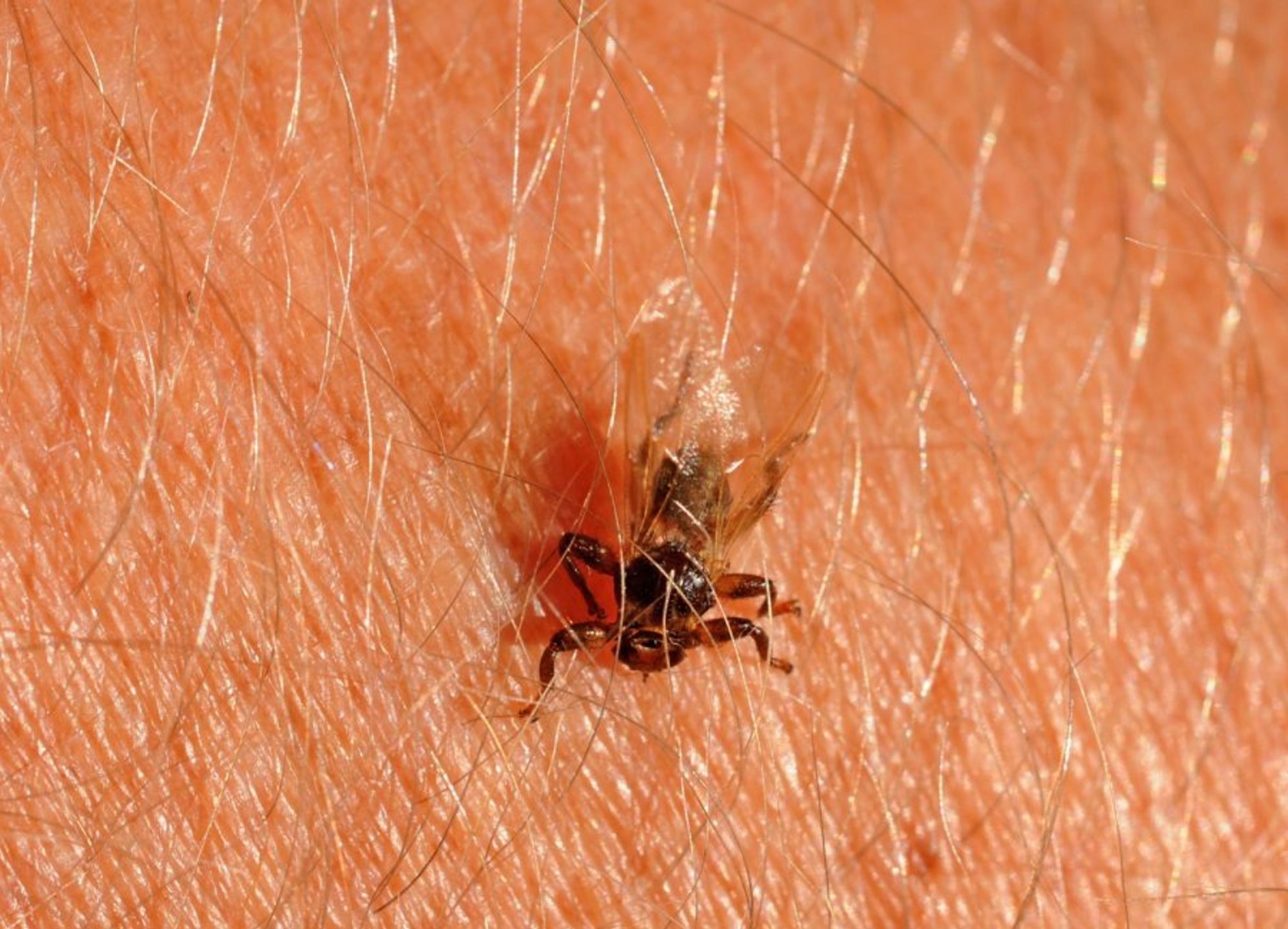 Skraidančias erkes primenančios briedmusės gąsdina miško lankytojus ...