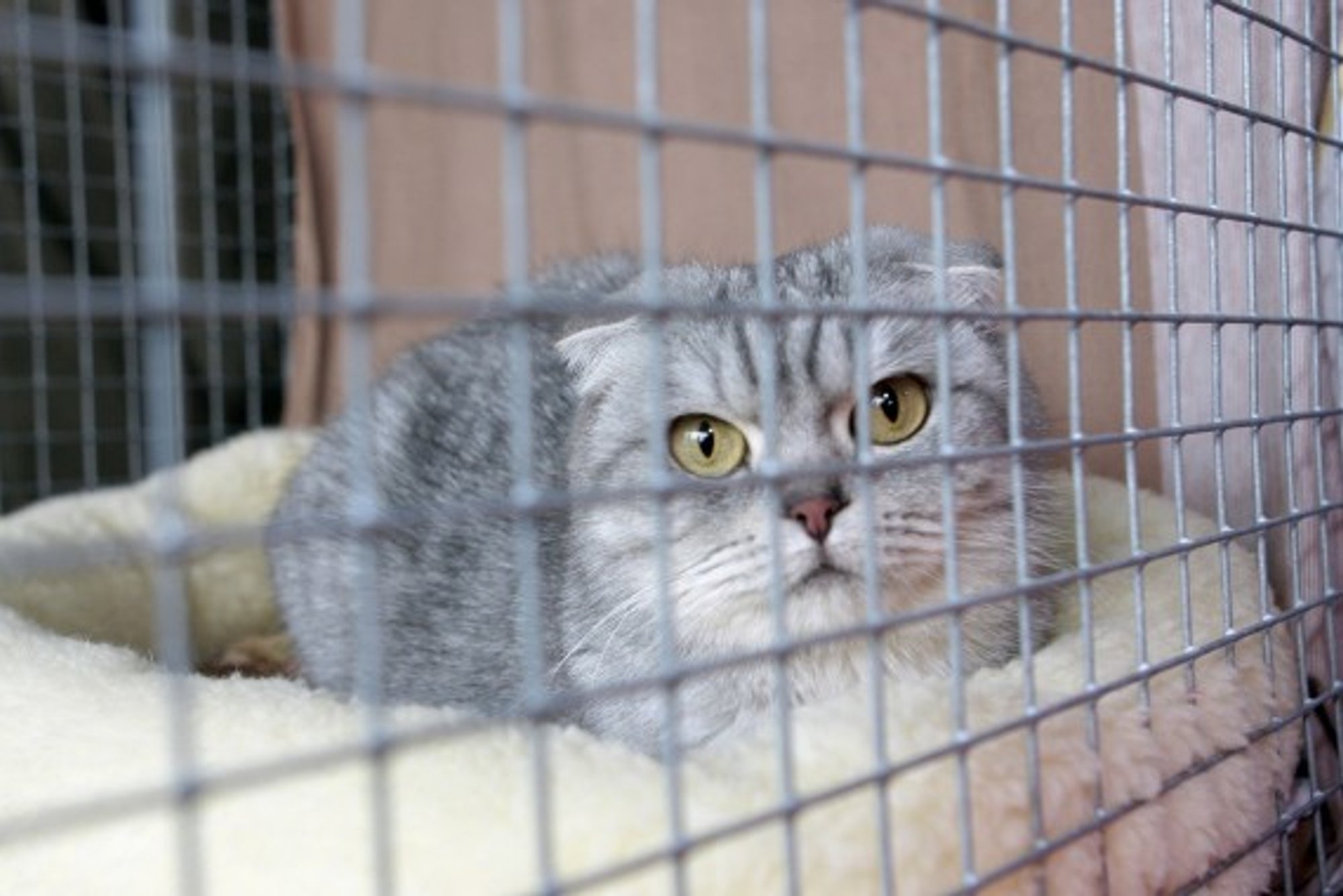 Aleksoto gyvūnų prieglauda laukia naujų šeimininkų - Delfi grynas