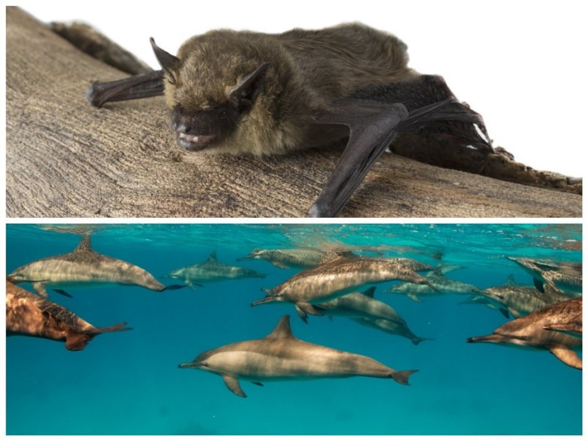 Ką bendro turi delfinai ir šikšnosparniai? - Delfi grynas