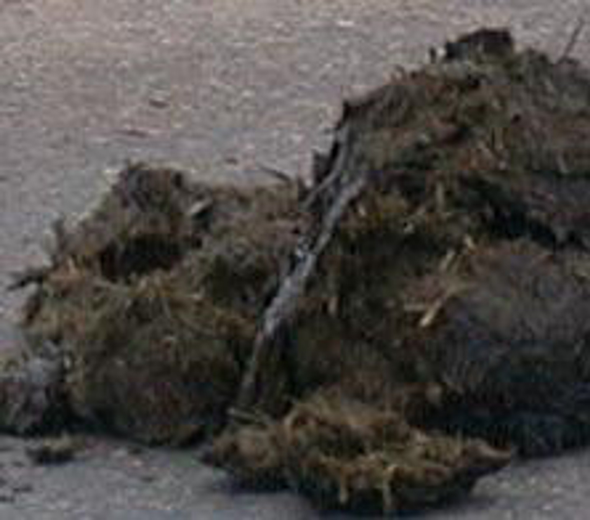 "Agaras" gamins dujas iš skerdyklos atliekų - Delfi verslas