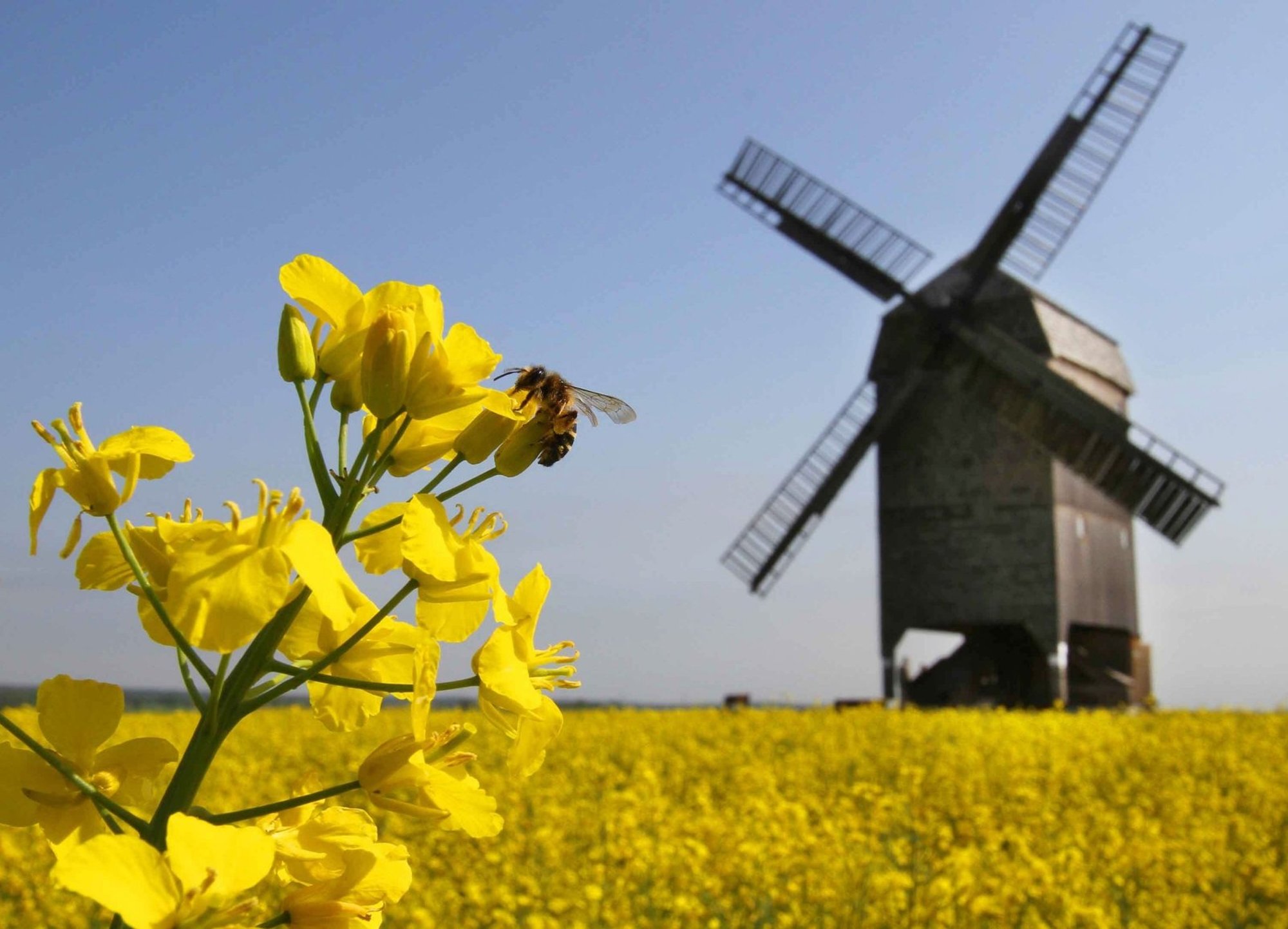 Rapsų eksportas išaugo daugiau kaip 15 kartų - Delfi agro