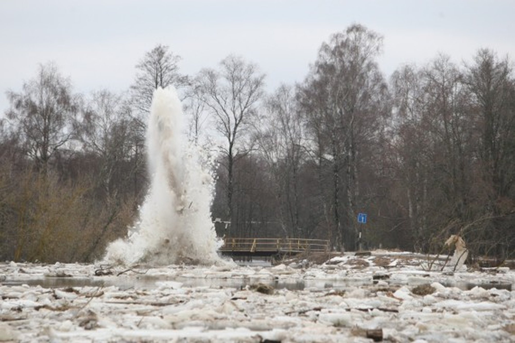 Potvynis pražudė stirną - Delfi grynas