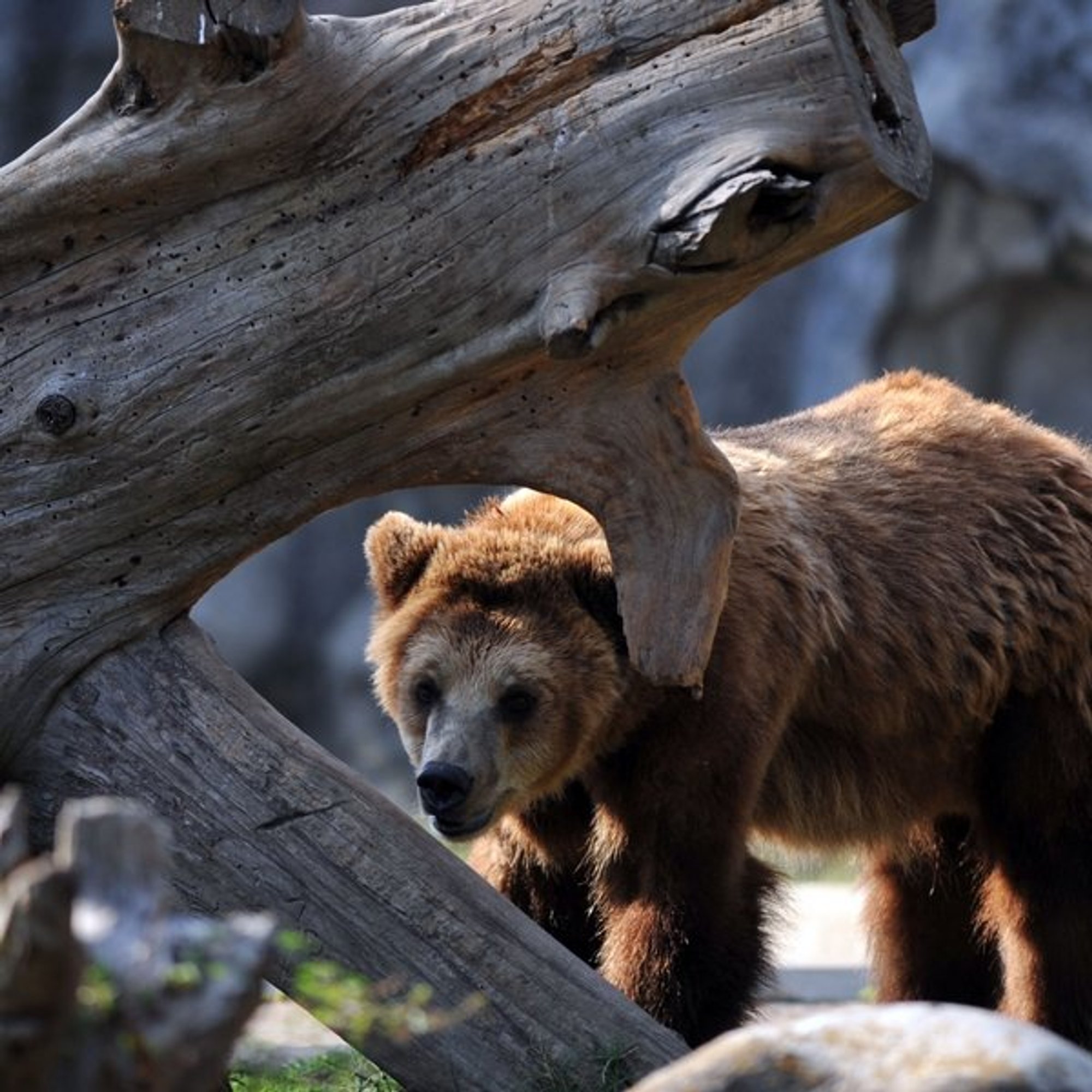 Grynas kinas. „Žmogus grizlis“ - gyvybė mainais į draugystę su lokiais ...