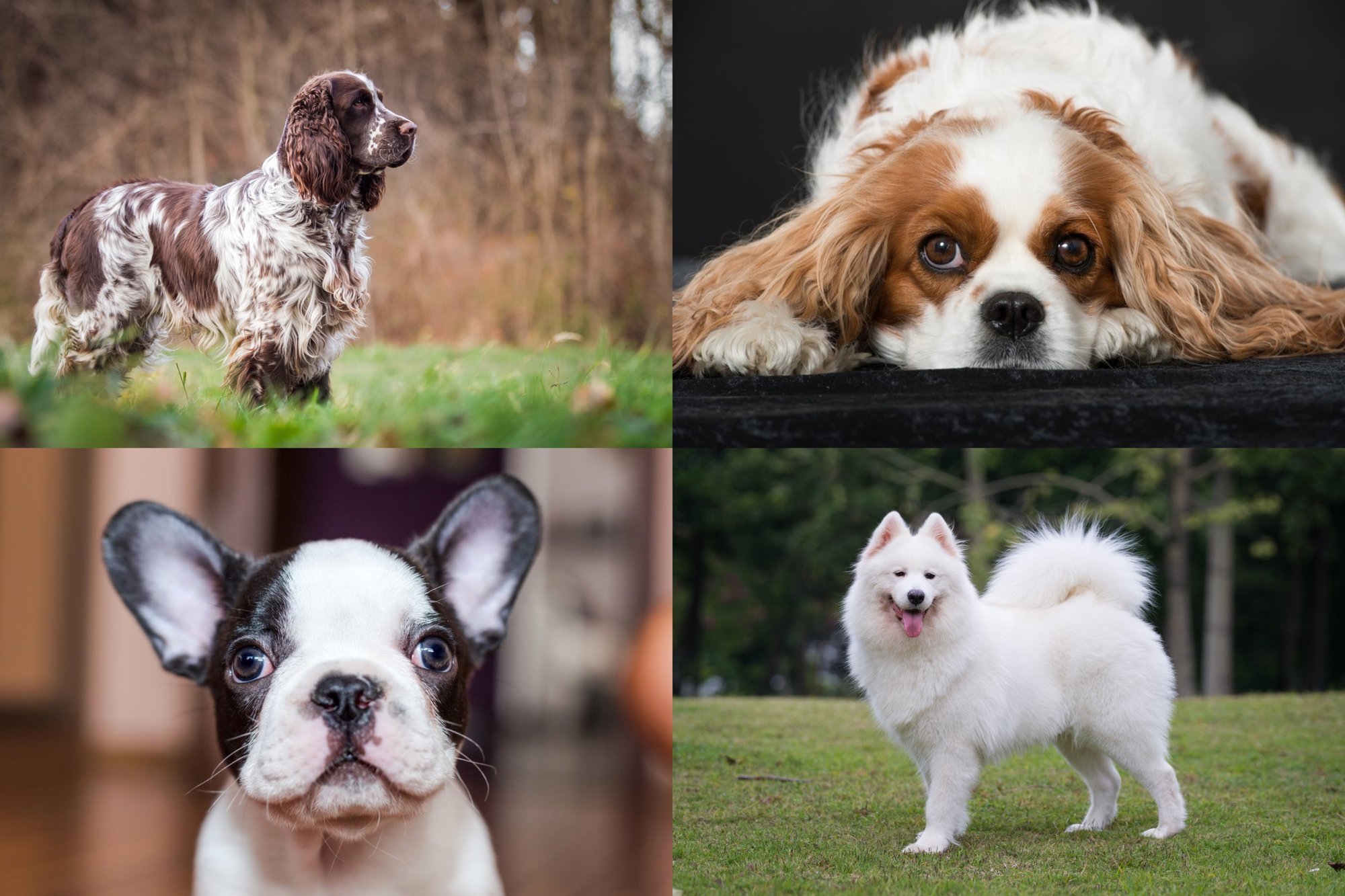 Populiariausios šunų veislės - Delfi