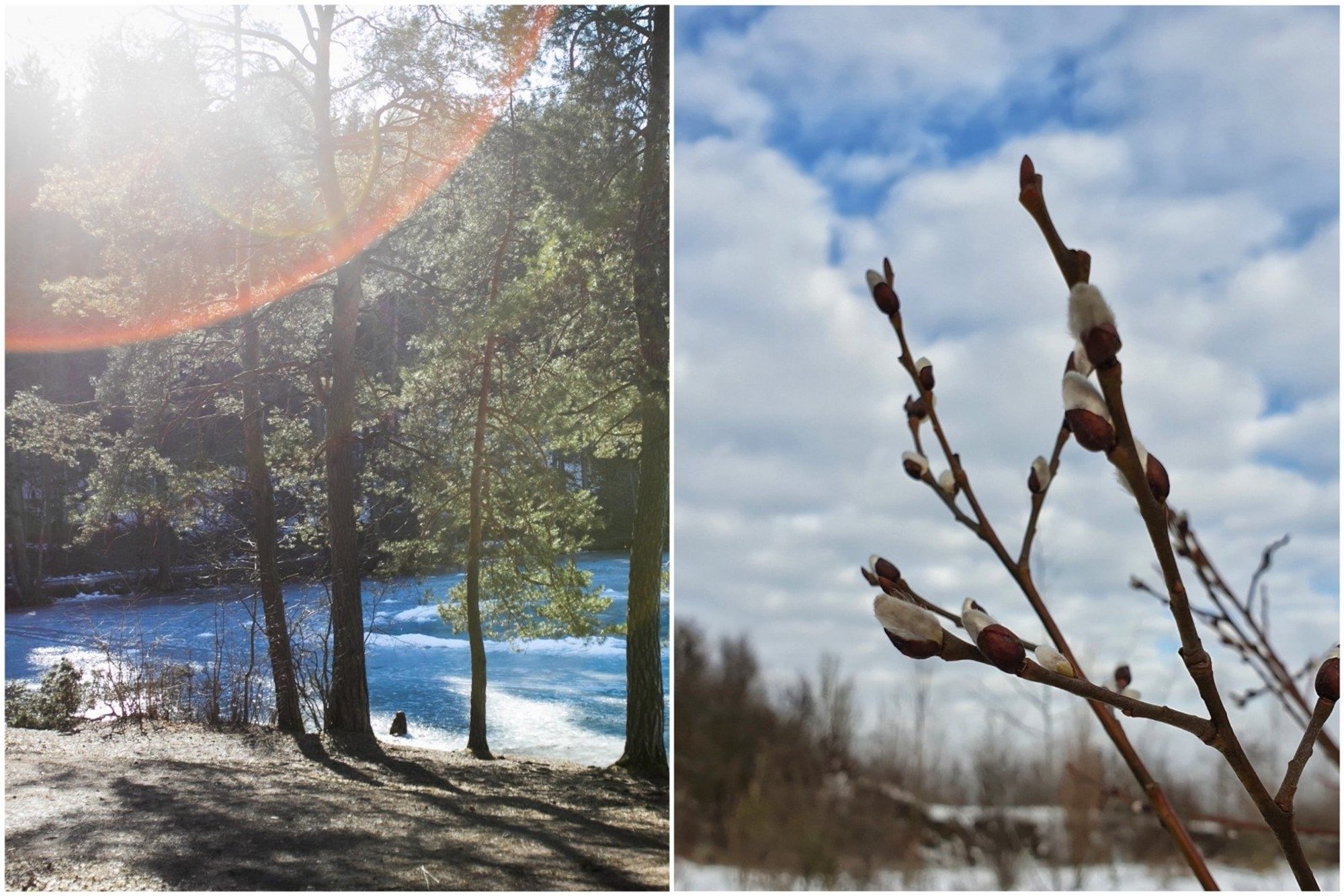 Pirmieji ženklai: gamta jau pranašauja pavasarį - Delfi grynas