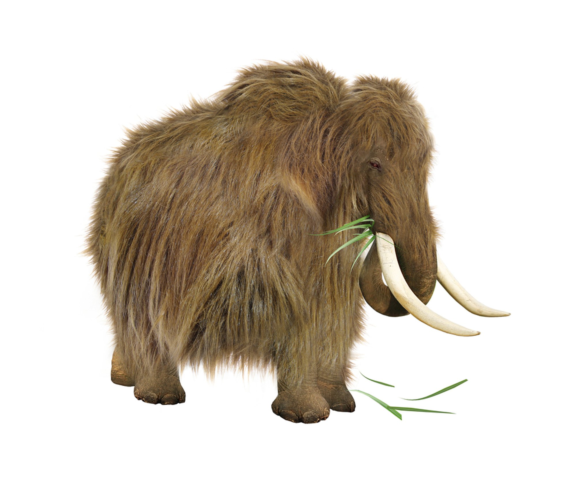 Japonijos ir Rusijos mokslininkai tikisi klonuoti mamutą - Delfi mokslas