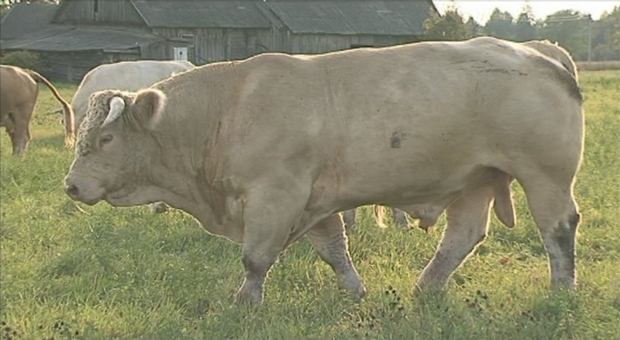 Agresyvaus buliaus užpulta moteris neišgyveno - Delfi grynas